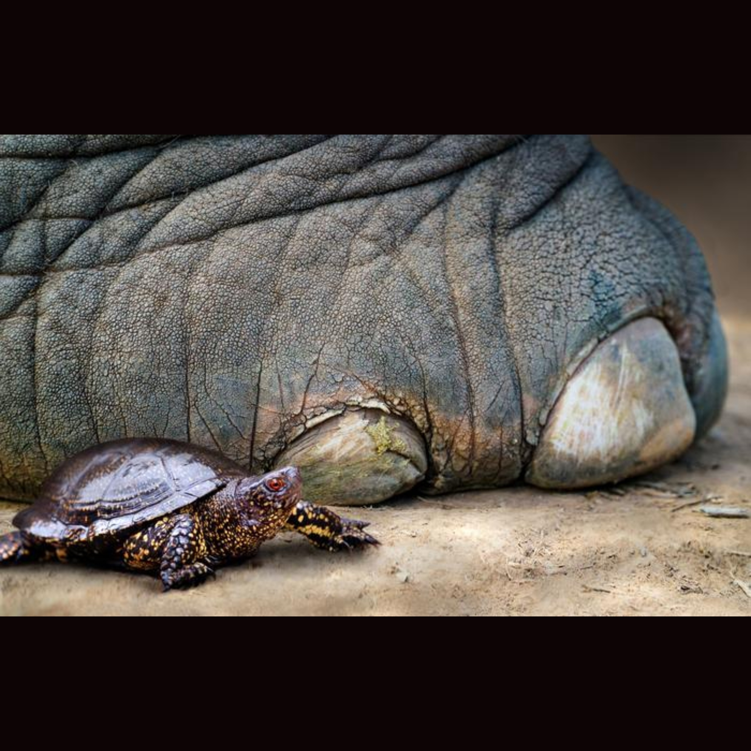 Neanderthals reused turtle shells in smart and creative ways - Earth.com