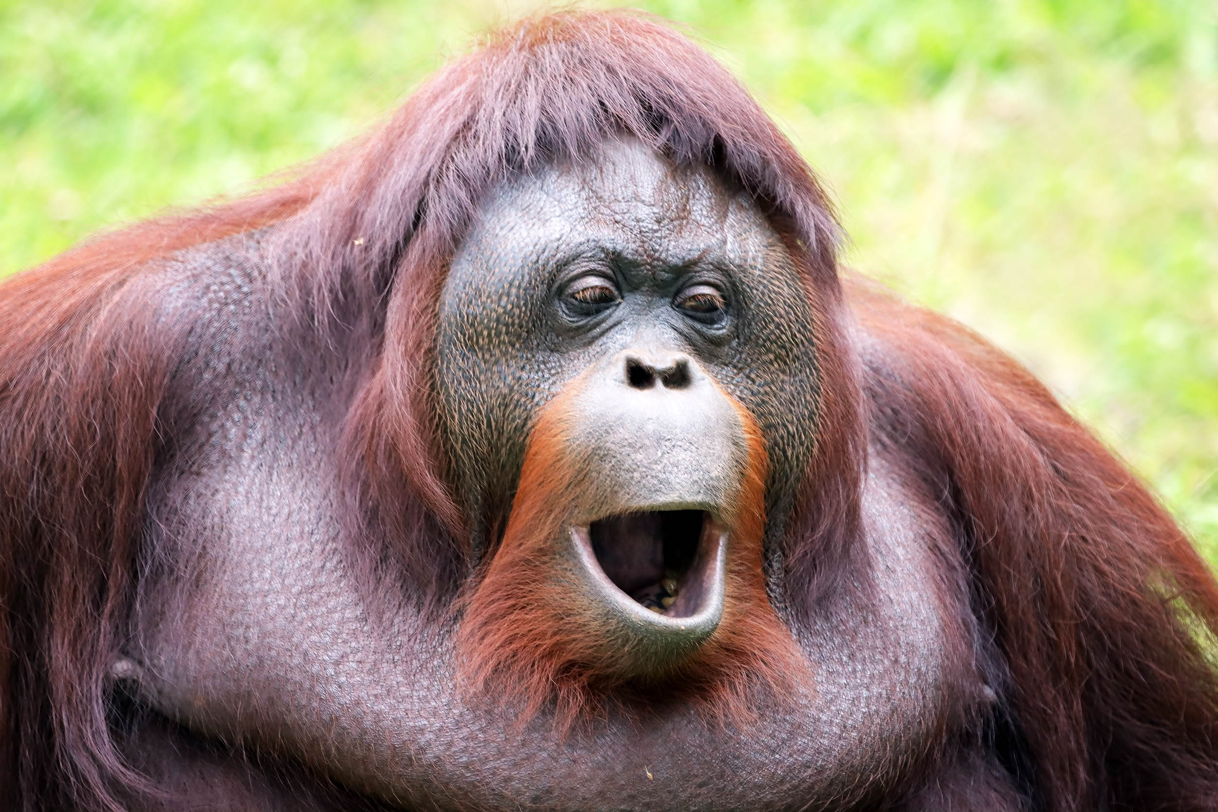 Great apes copy facial expressions with incredible accuracy - Earth.com