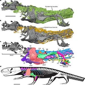 Mummified reptile reveals how modern humans learned to breathe - Earth.com