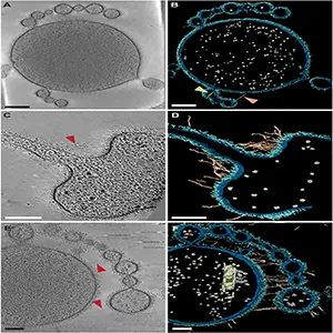 Ancient microbes may reveal how complex life began - Earth.com