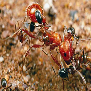 Ant species found that licks and 'cleans' another larger species ...