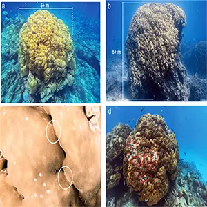 'Map the Giants' project races to identify massive coral colonies ...