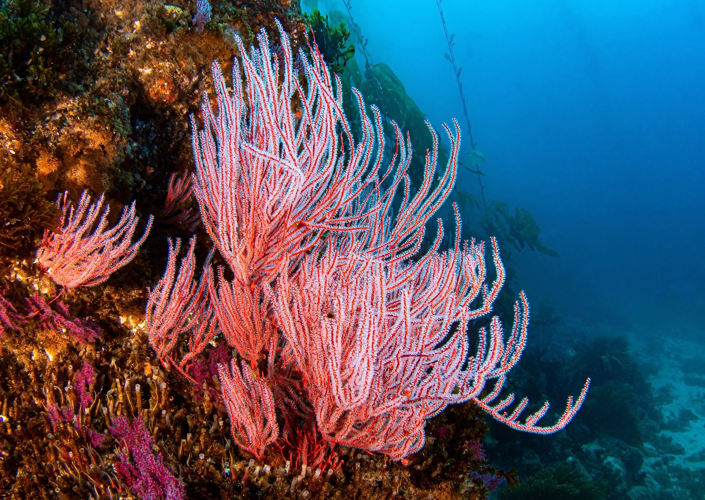 Deep-sea corals vanished for 1,000 years - and now we know why - Earth.com
