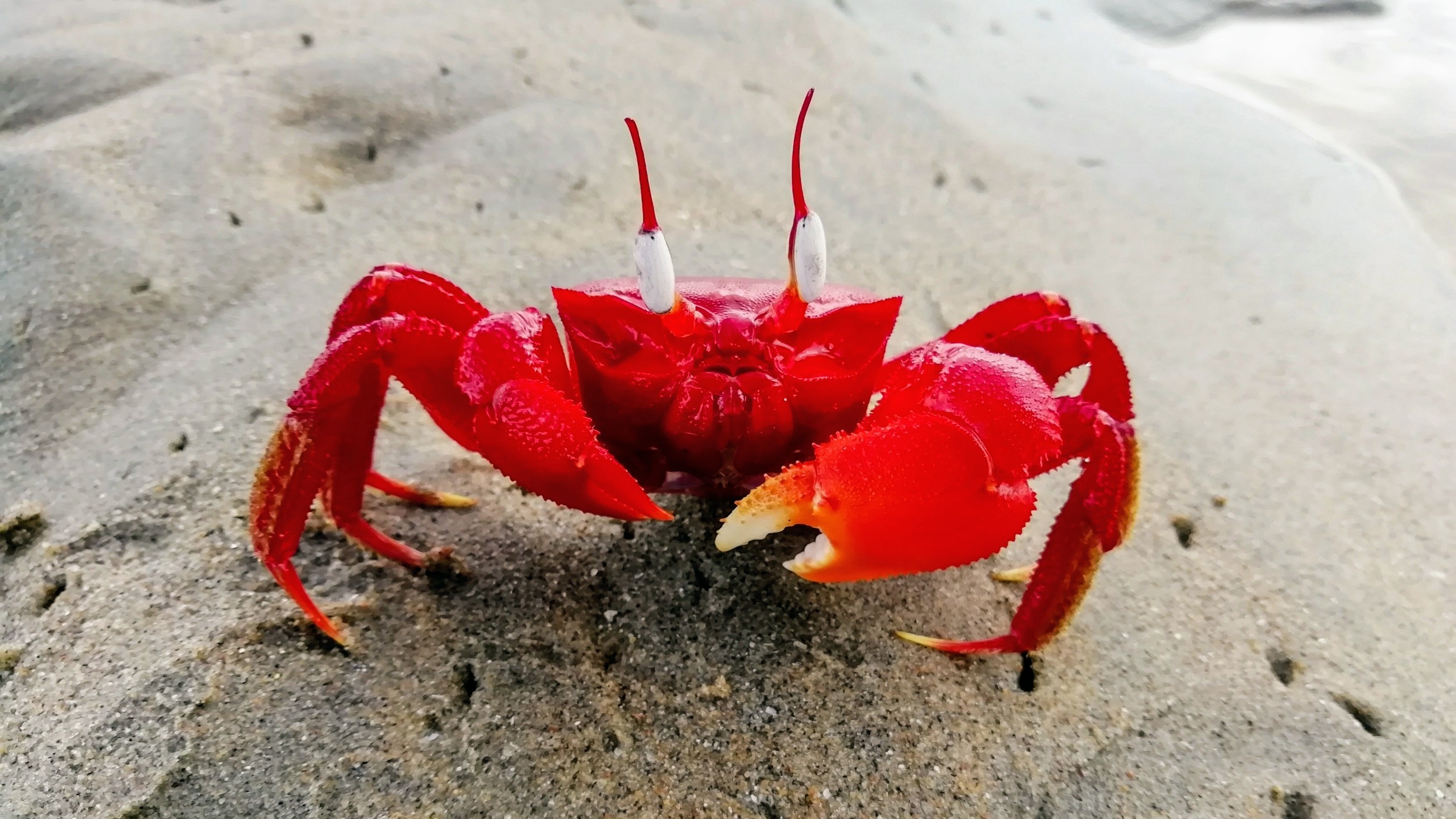 Why do crabs walk sideways? Scientists finally have an answer - Earth.com