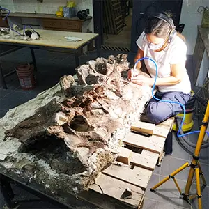 New species of massive long-necked dinosaur discovered - Earth.com