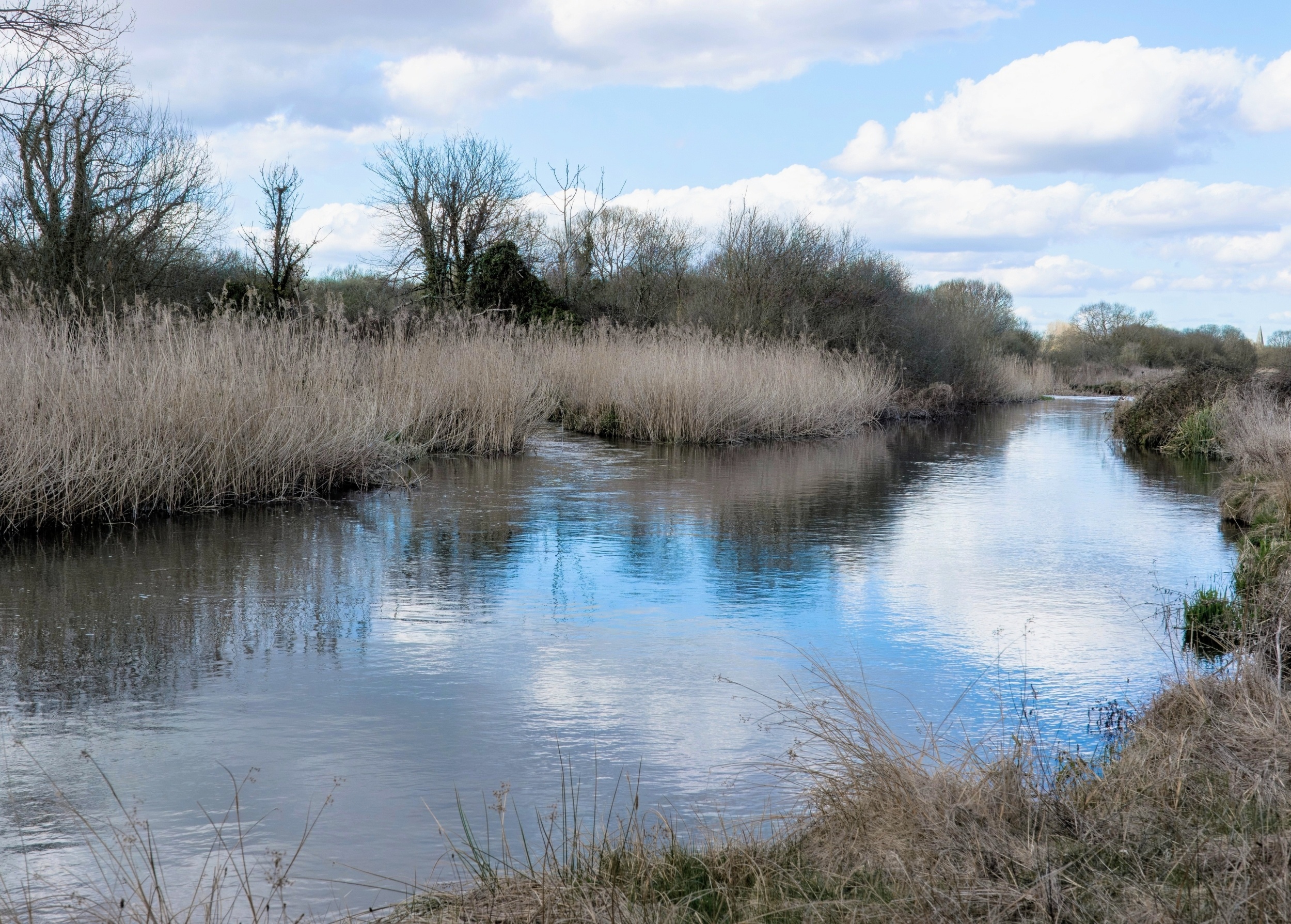 Chalk streams are shaping a different kind of Atlantic salmon - Earth.com