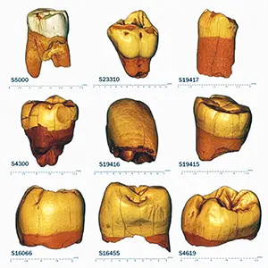 Neanderthals had much closer genetic connections than believed - Earth.com