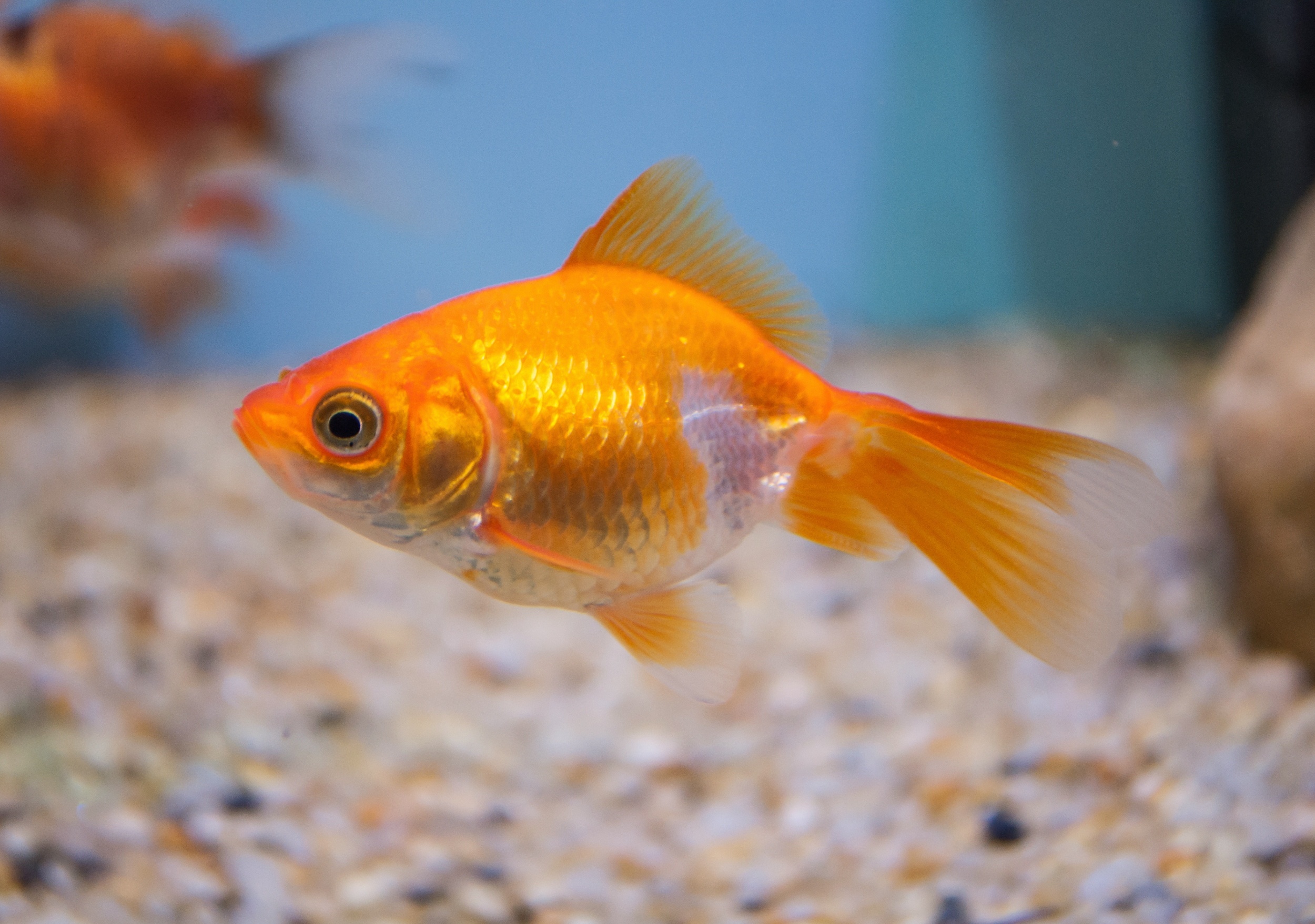 Goldfish released into the wild can damage entire lake ecosystems ...