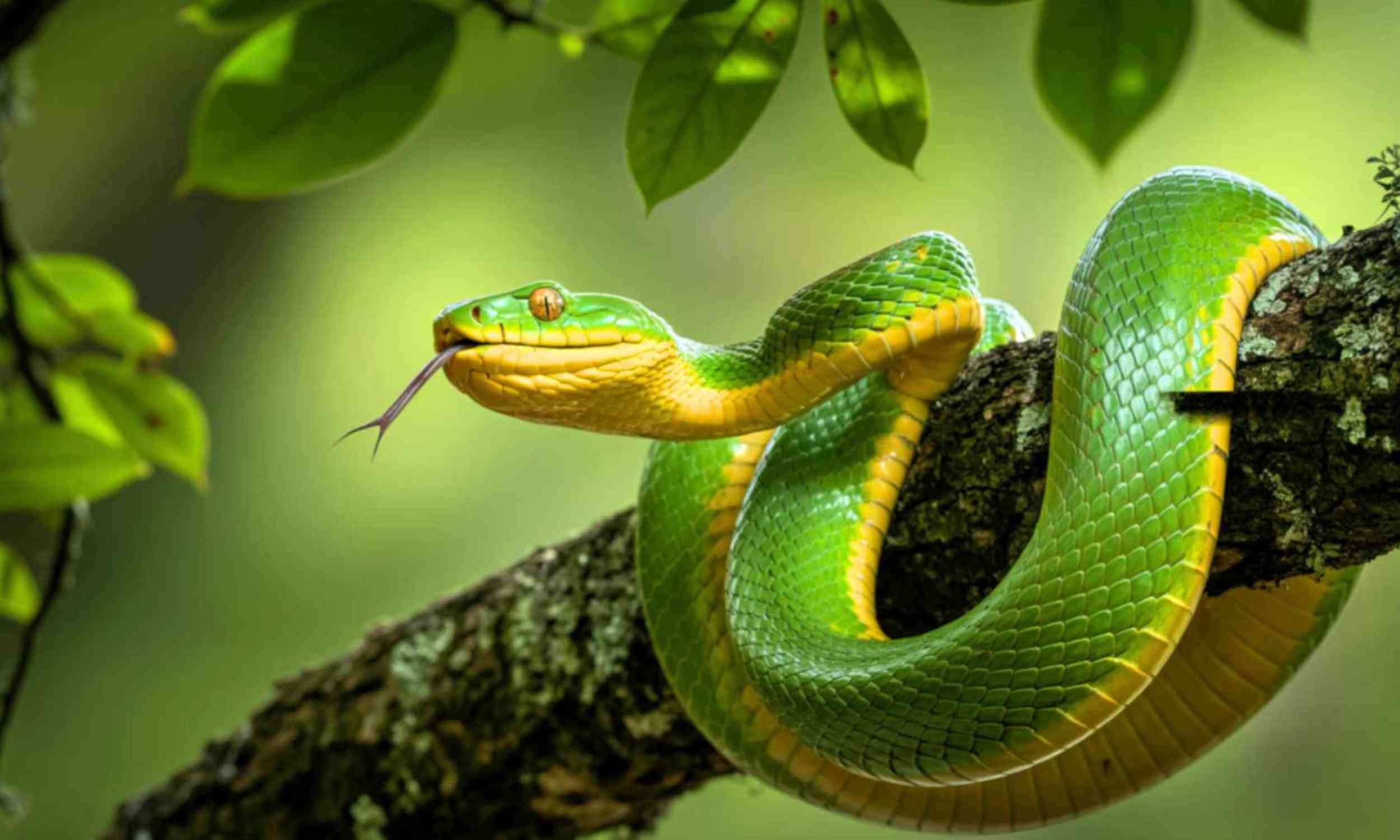 Amazon's most at-risk reptile species are living without protection ...