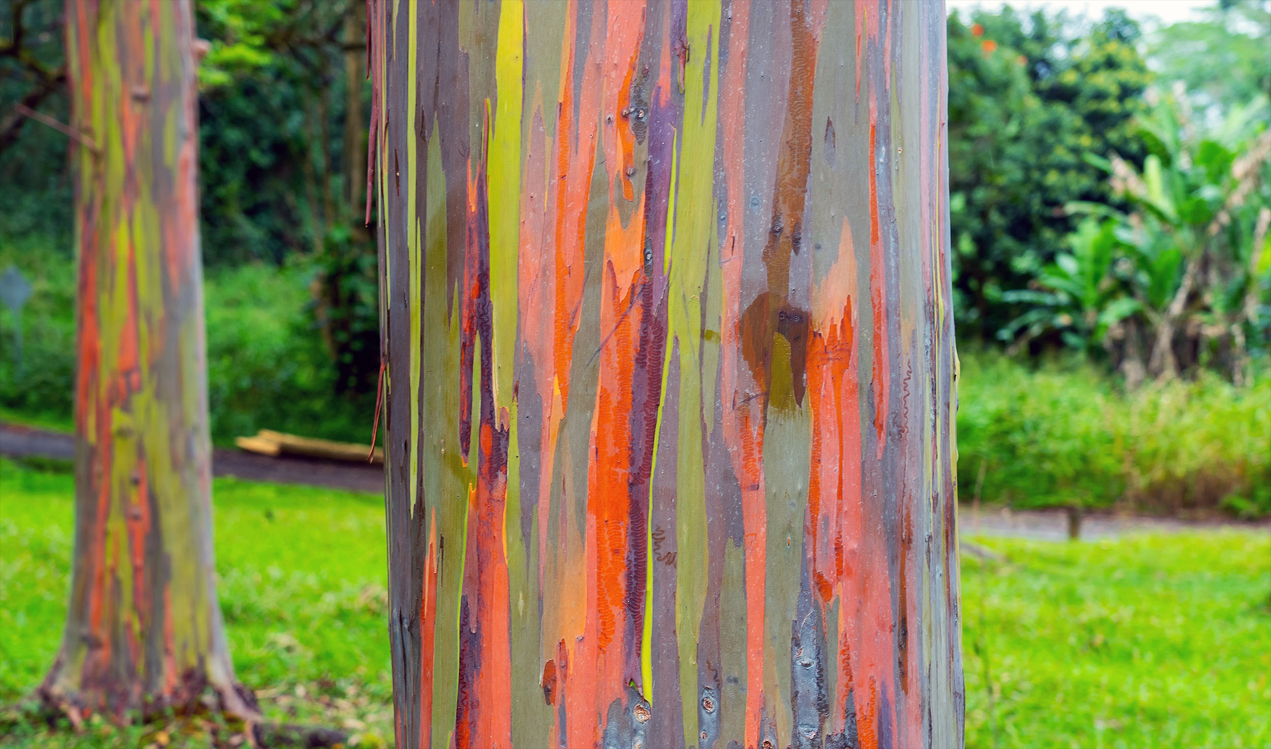Eucalyptus tree bark turned into powerful filters for water and air ...