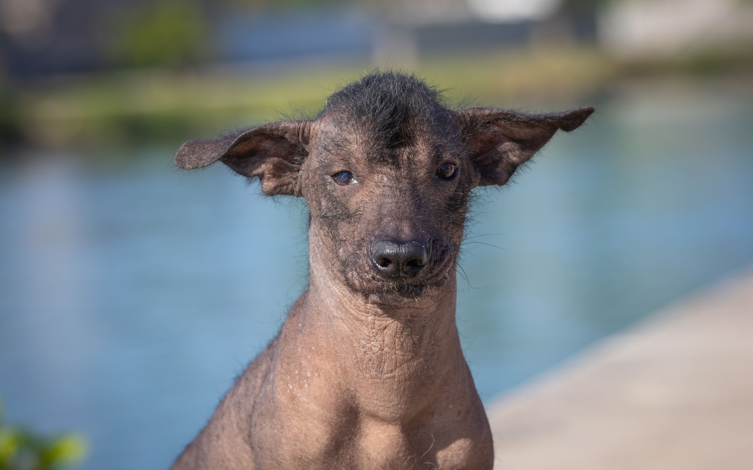 Ancient Mayans may have imported elite dogs from distant lands - Earth.com