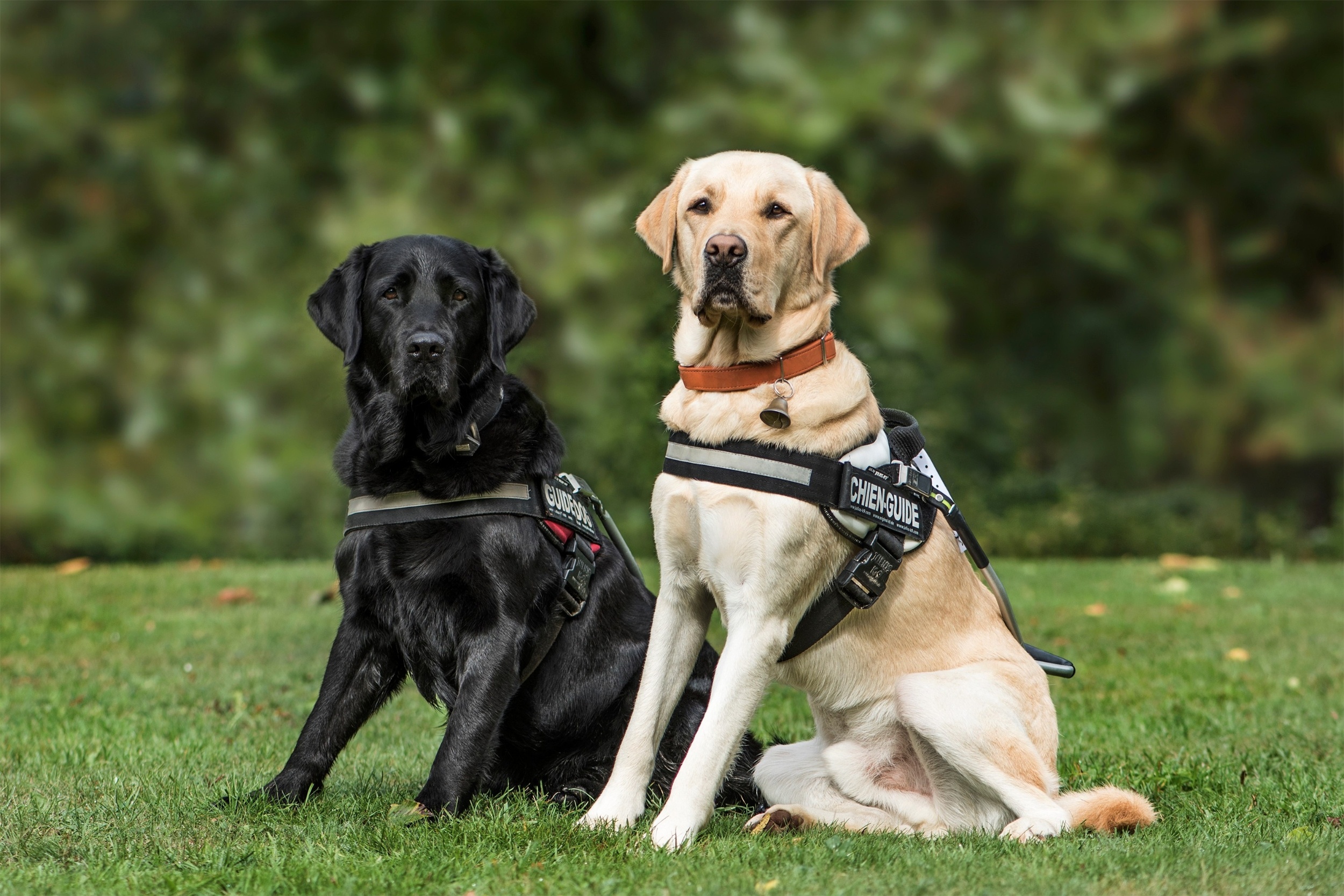 Guide dog success may be written in their DNA - Earth.com