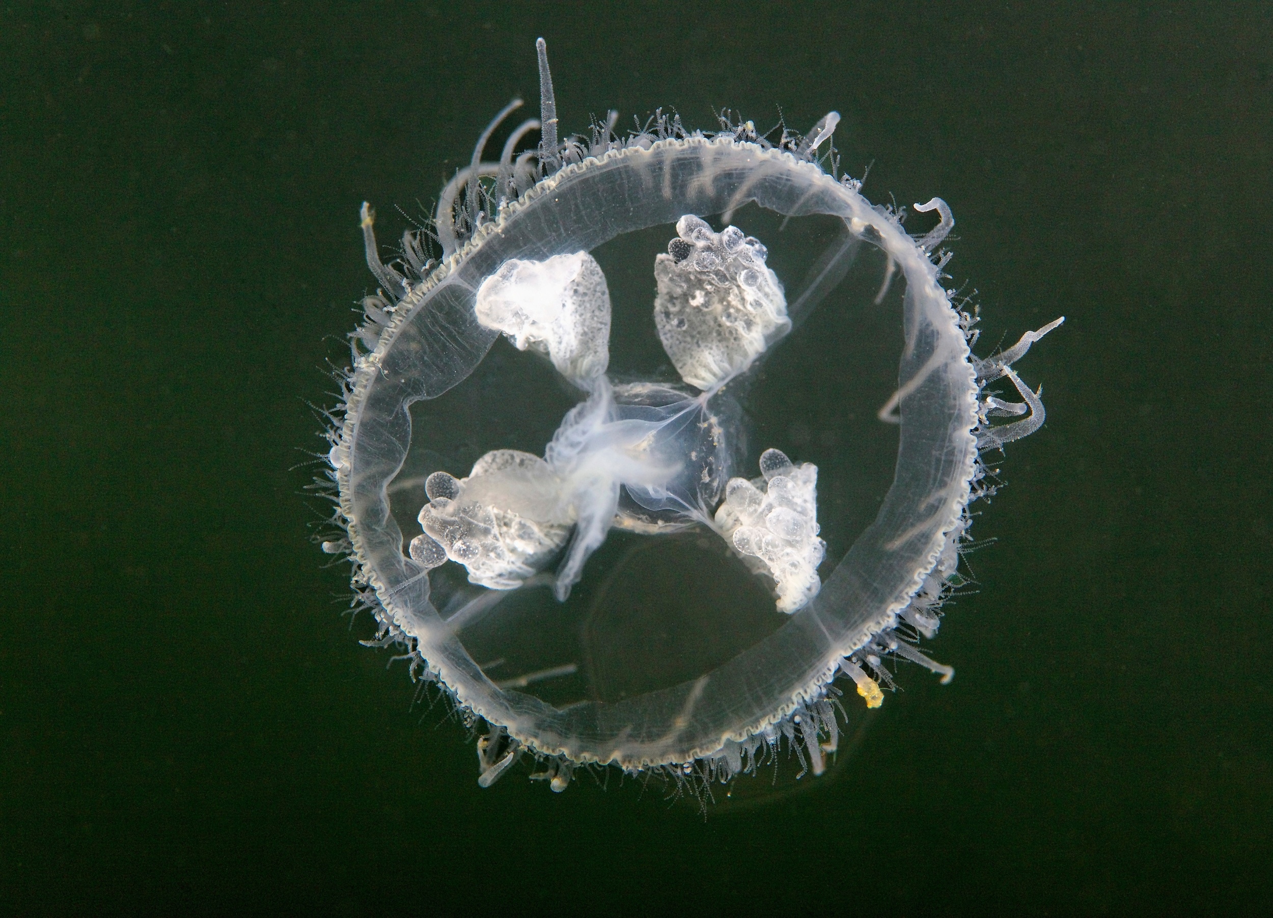 Freshwater jellyfish are spreading through lakes nearly undetected ...