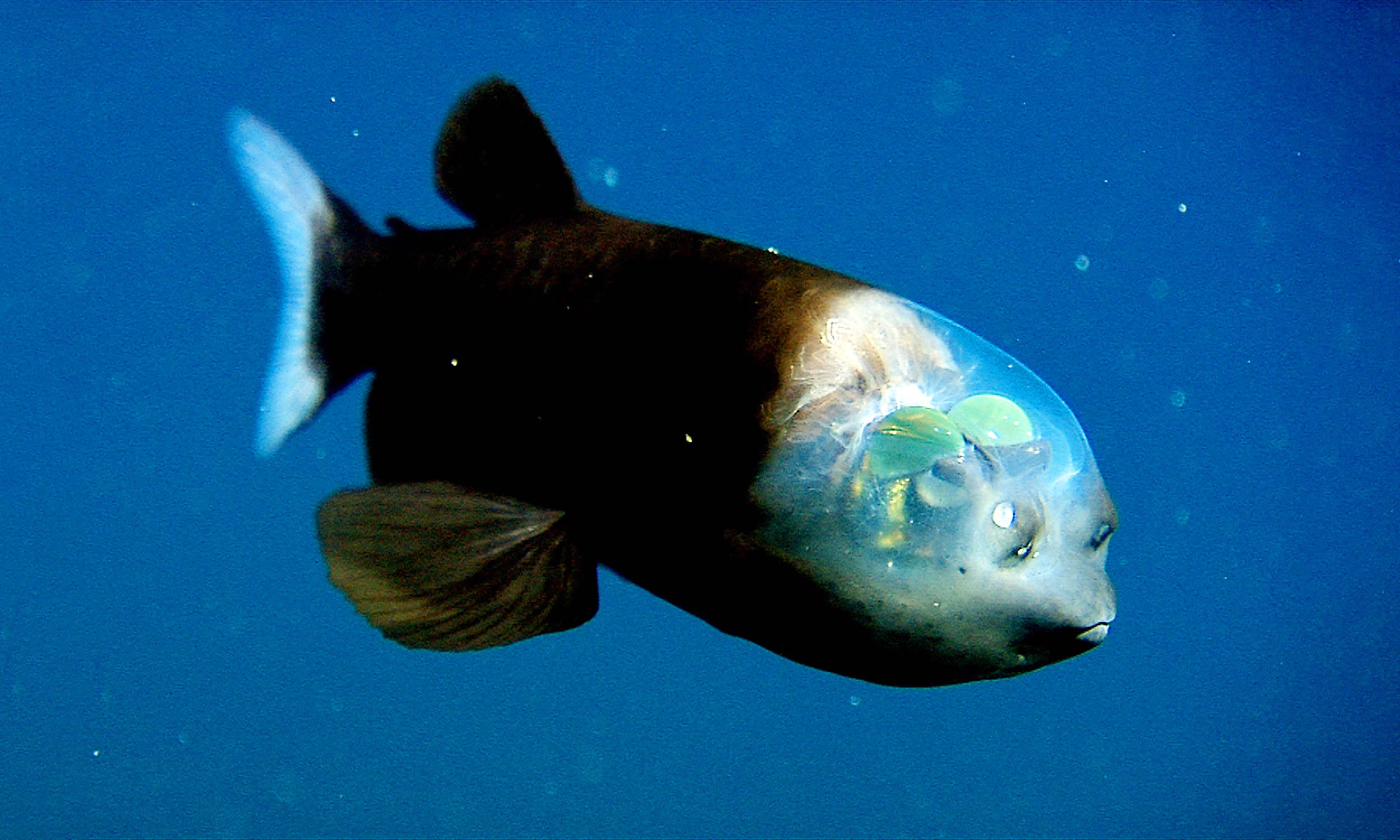 The ocean's 'twilight zone' is rapidly losing fish populations before ...