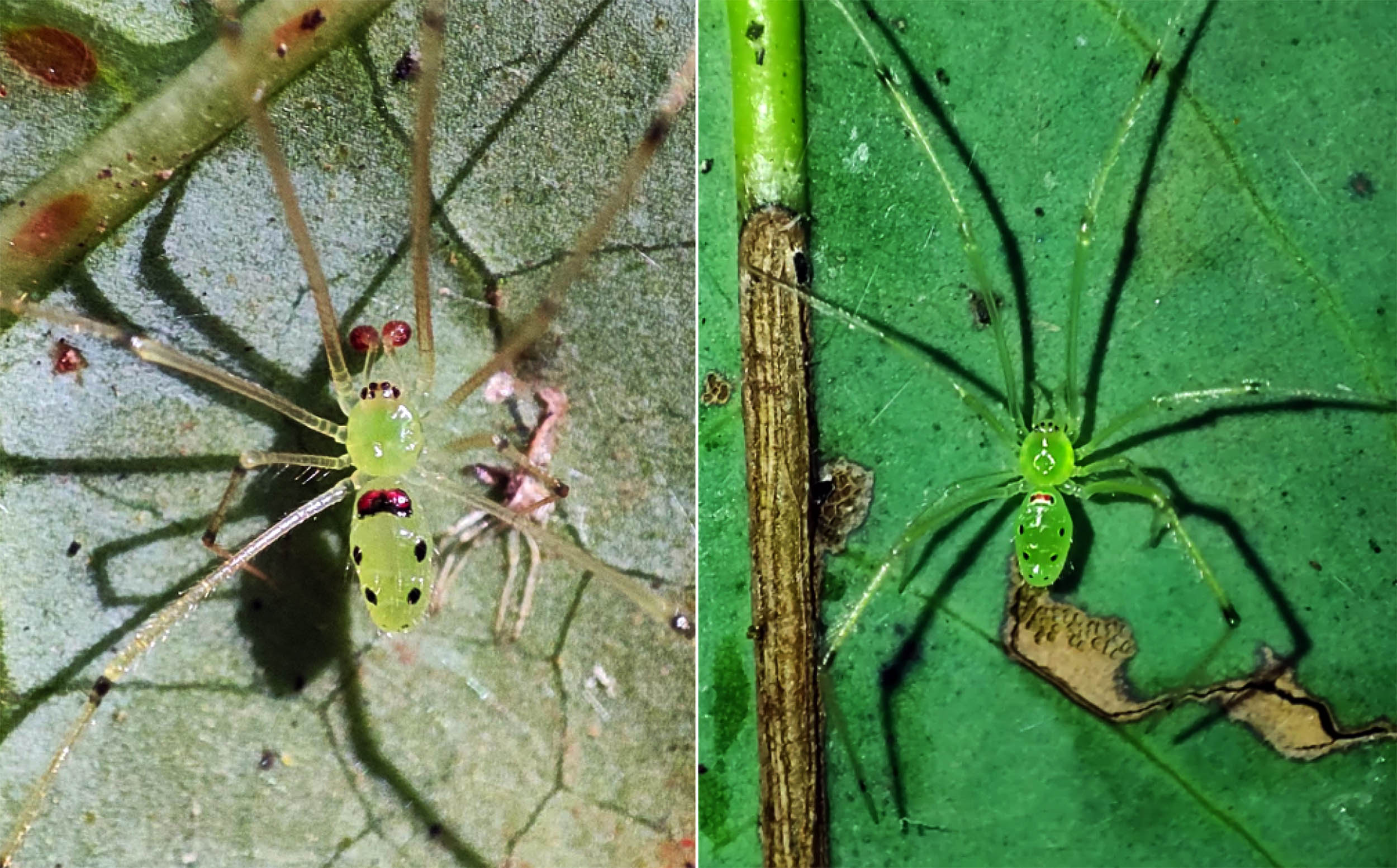 New species of happy-face spider found outside Hawaii for the first ...