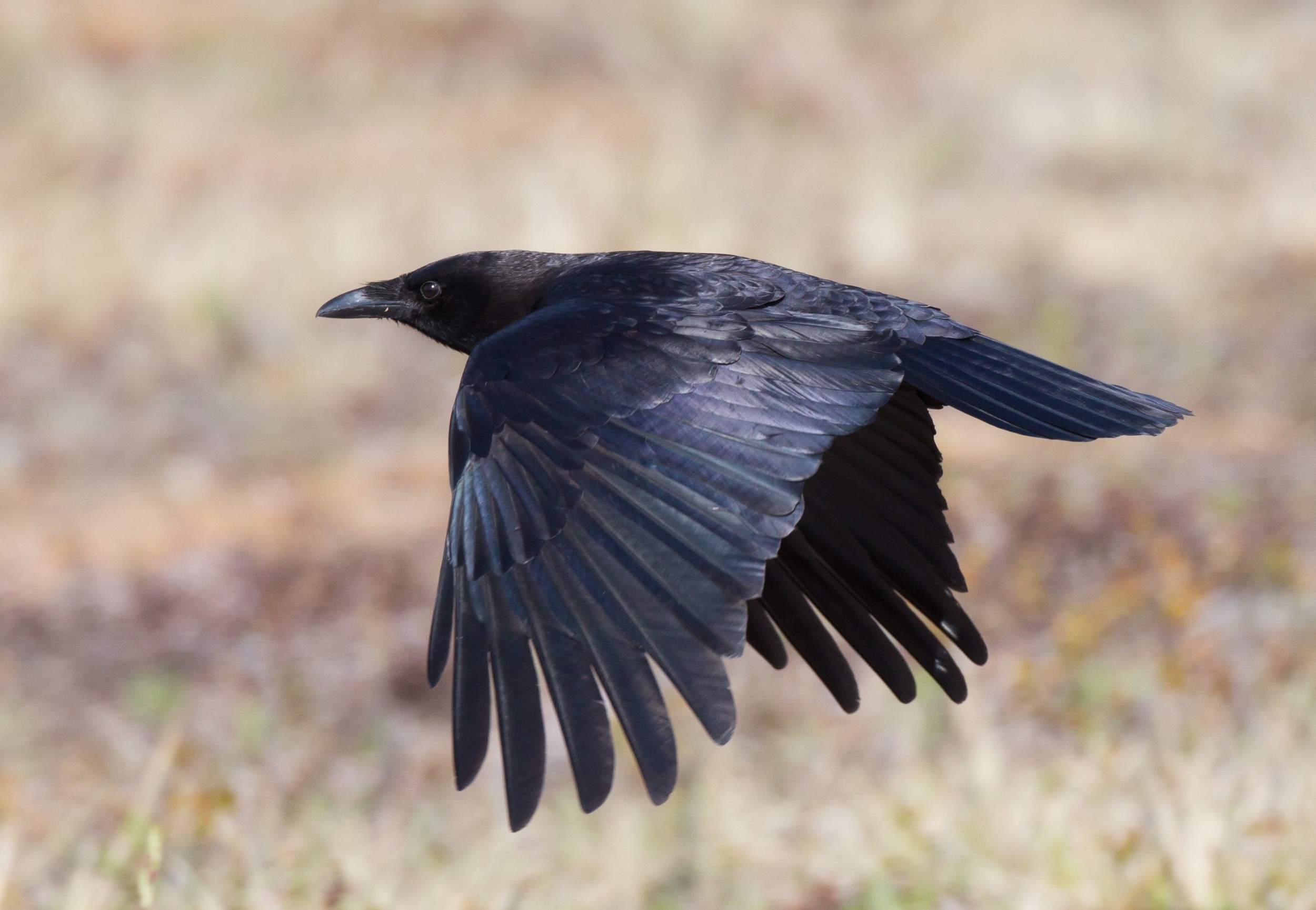 Crows detect age through feather colors humans can’t see - Earth.com