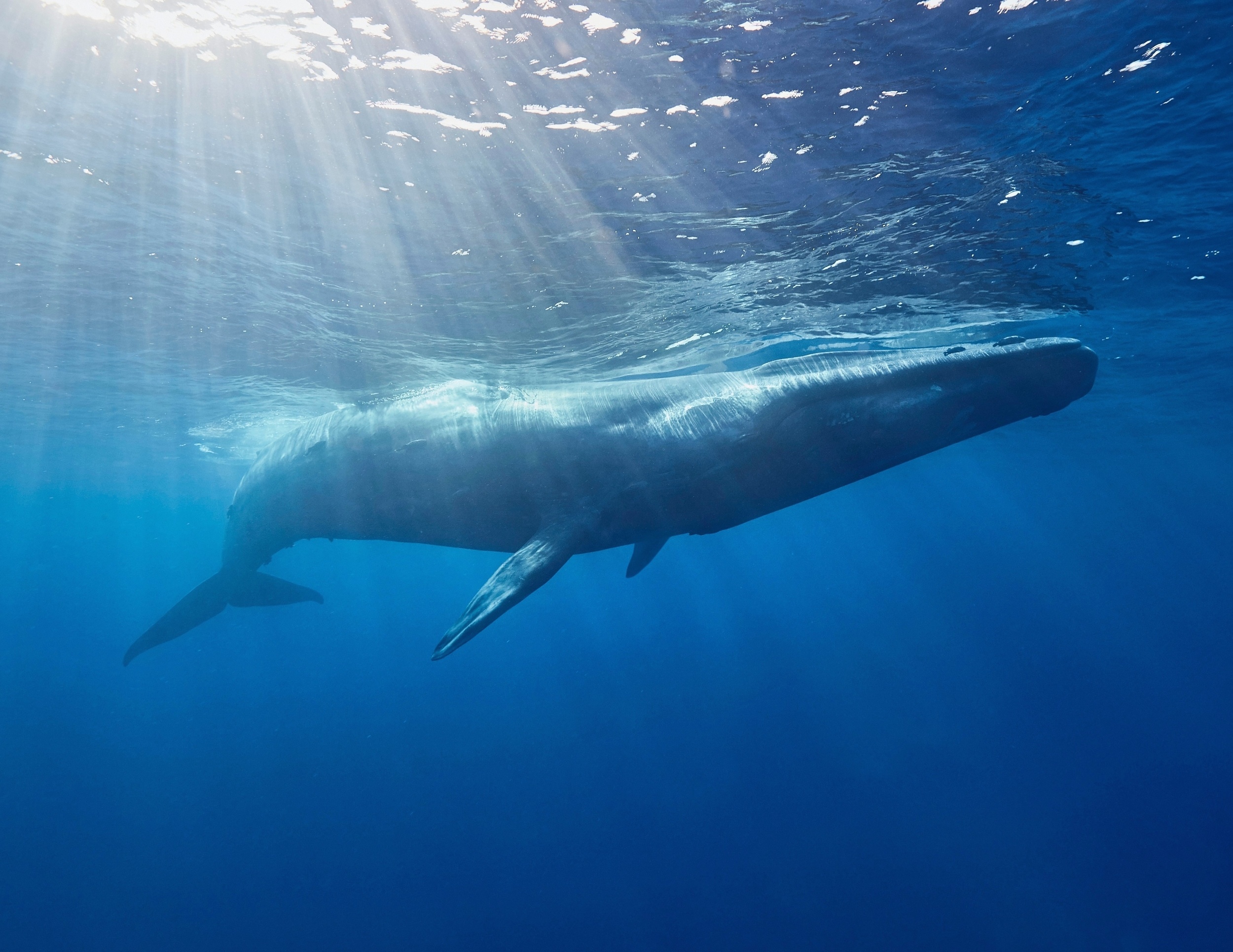 Blue whales are returning to African waters after near extinction ...