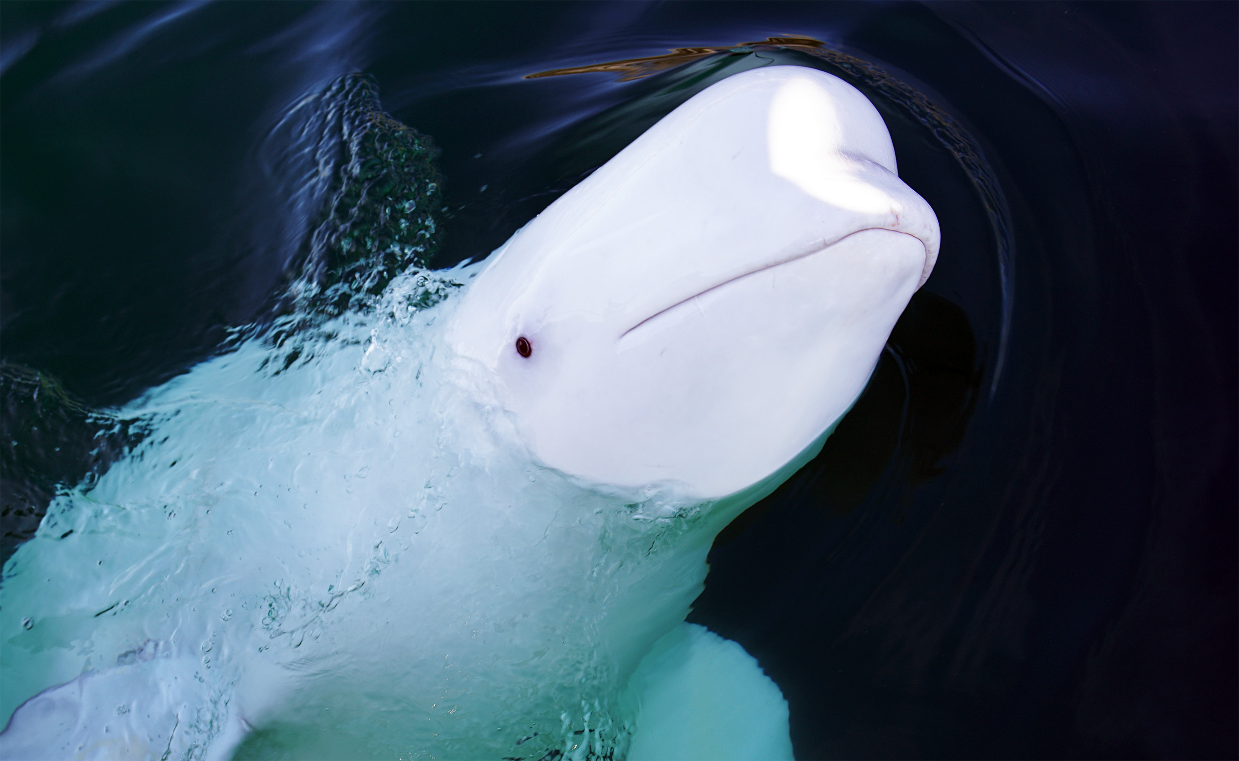 Beluga whales recognize themselves in the mirror, passing the self ...