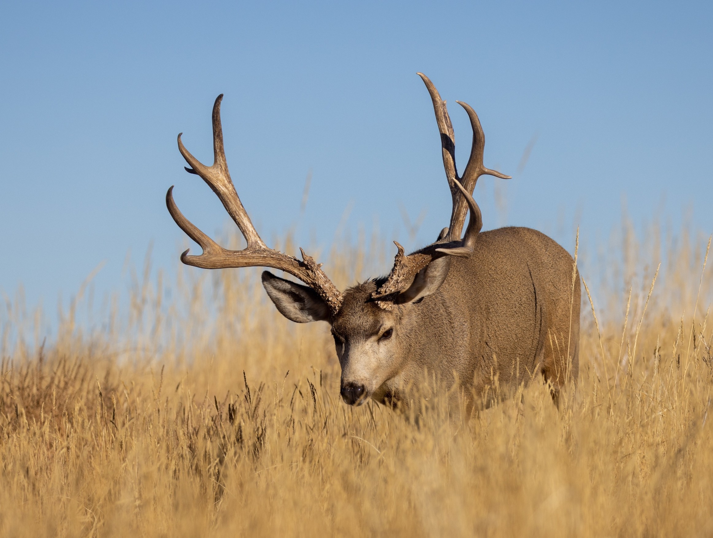 Drought is shrinking wildlife habitat across the American Southwest ...