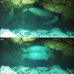 Underwater 'bubble caves' provide monk seals with refuge from tourists ...