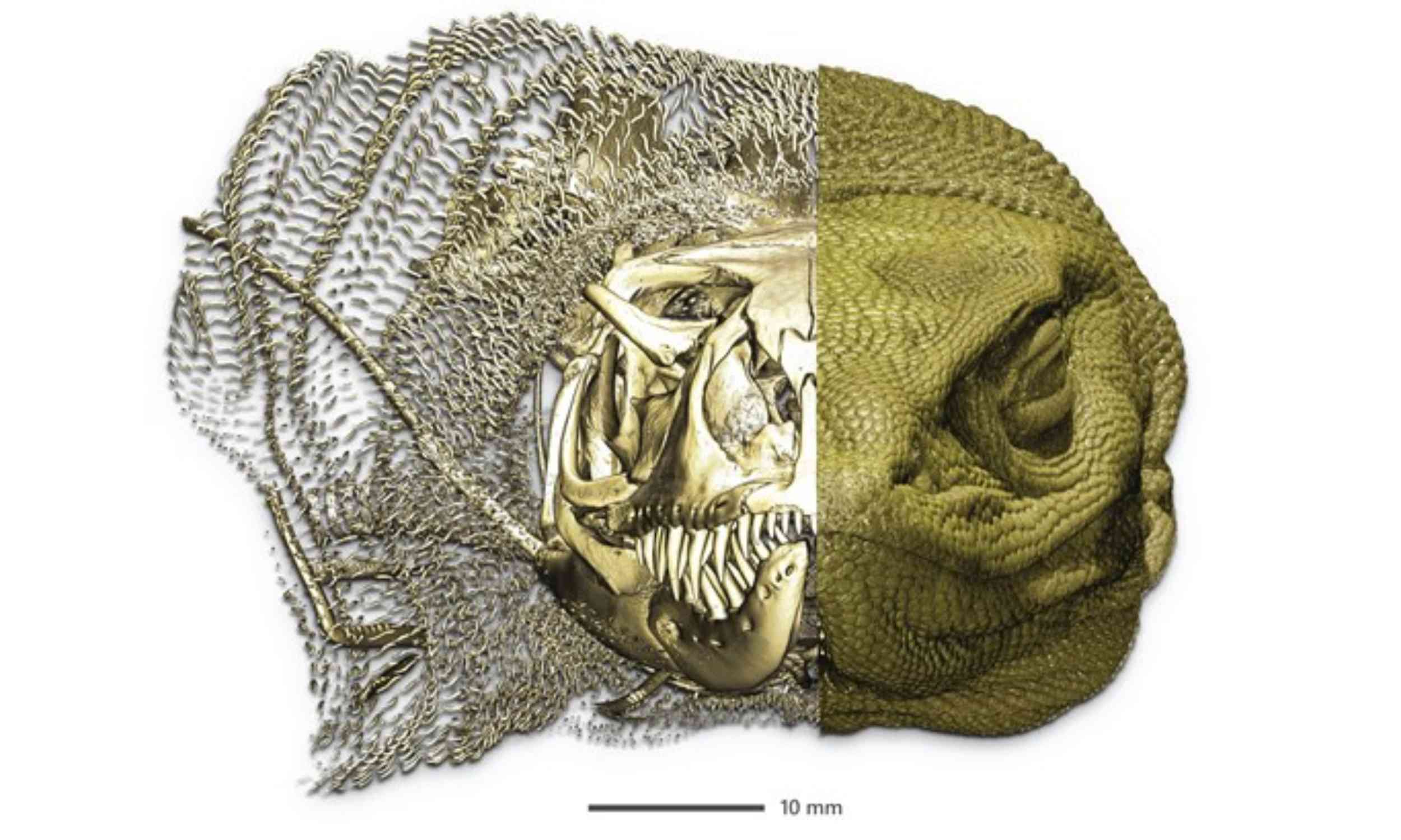 Lizards are hiding bone armor under their skin, and its story goes back ...