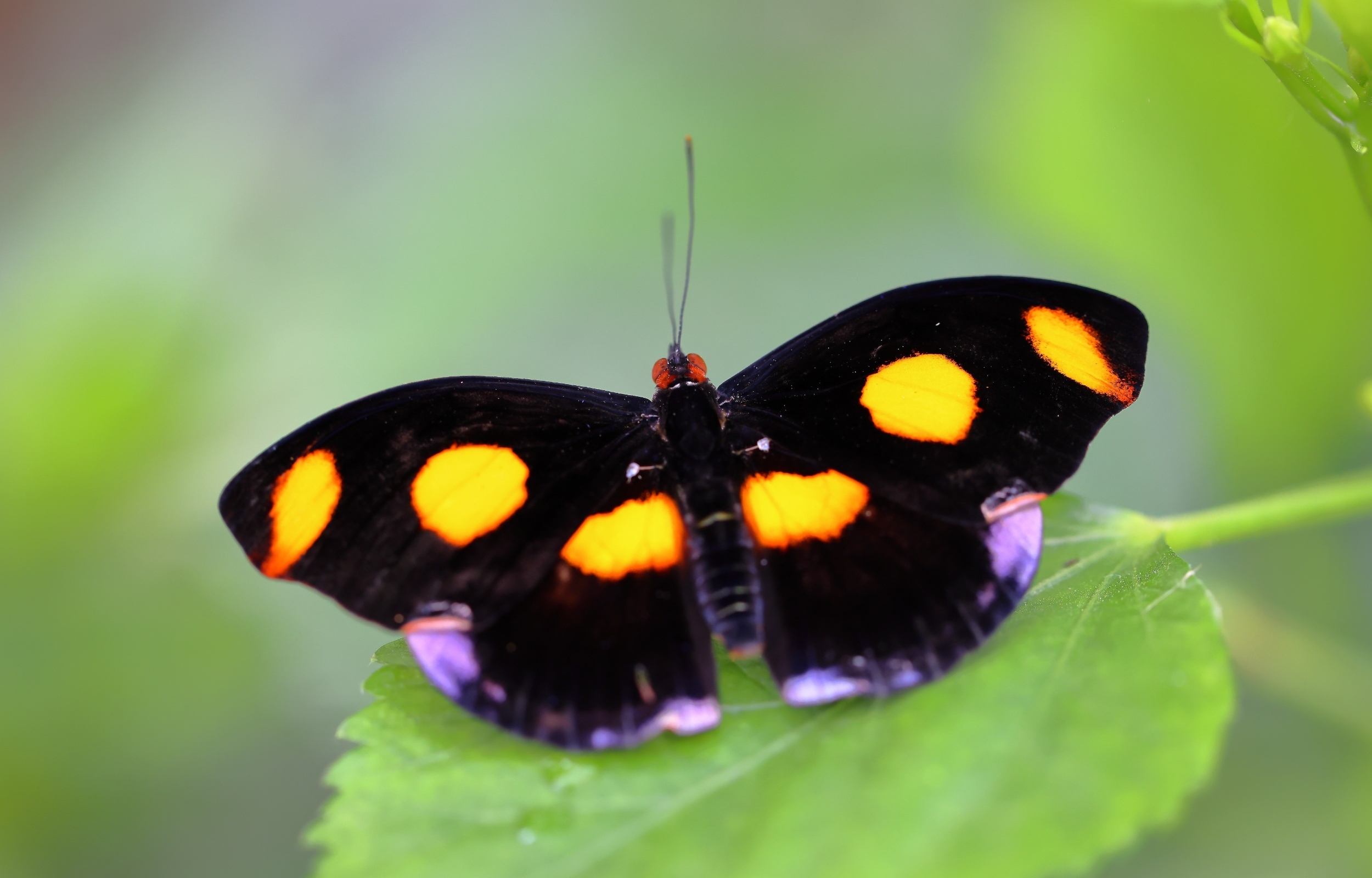 Amazon butterflies use mating tactics to survive drought - Earth.com
