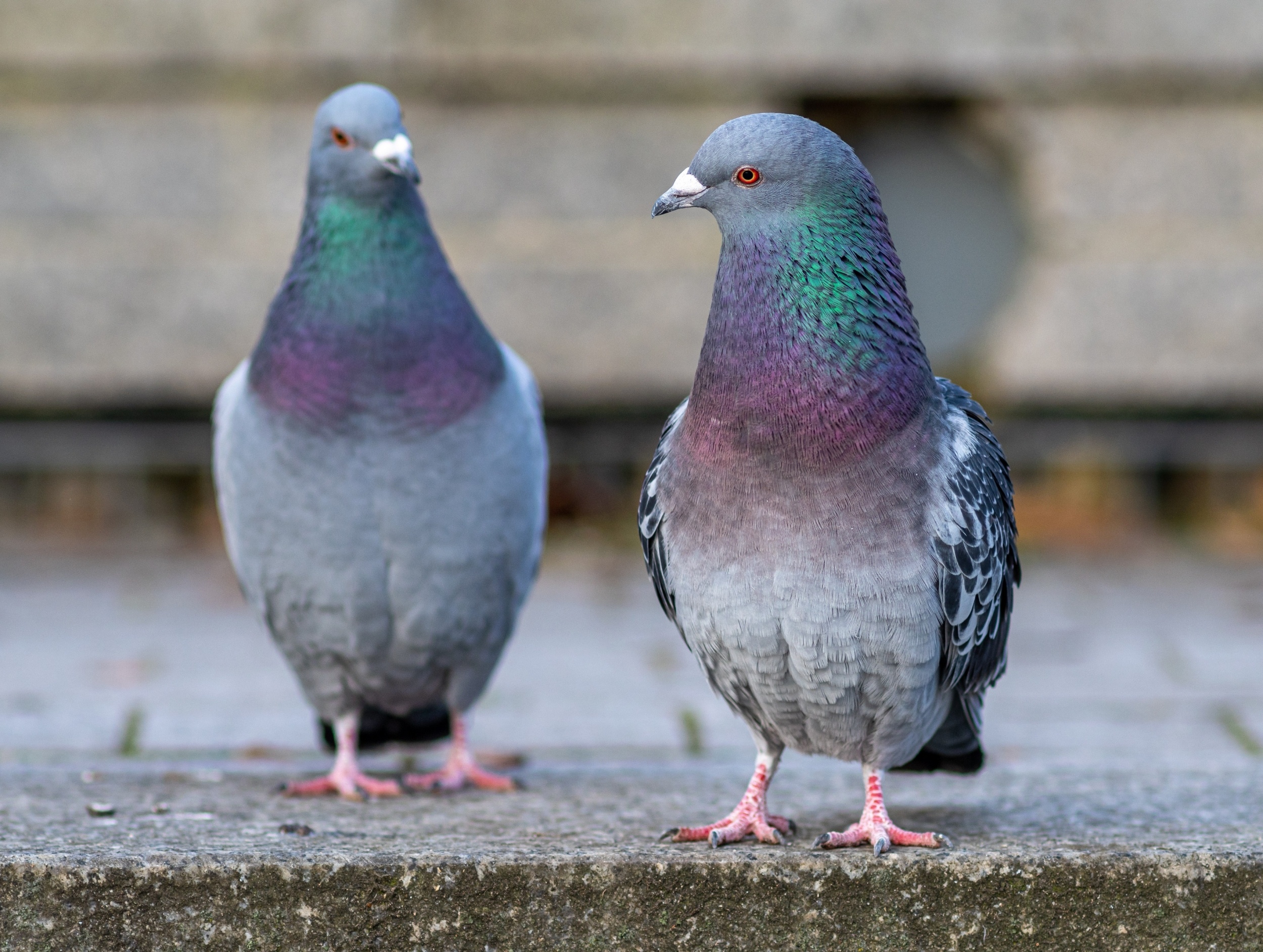 Homing pigeons find better routes by simply following the crowd - Earth.com