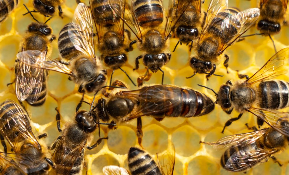 Worker bees decide which larvae become queens, study finds - Earth.com