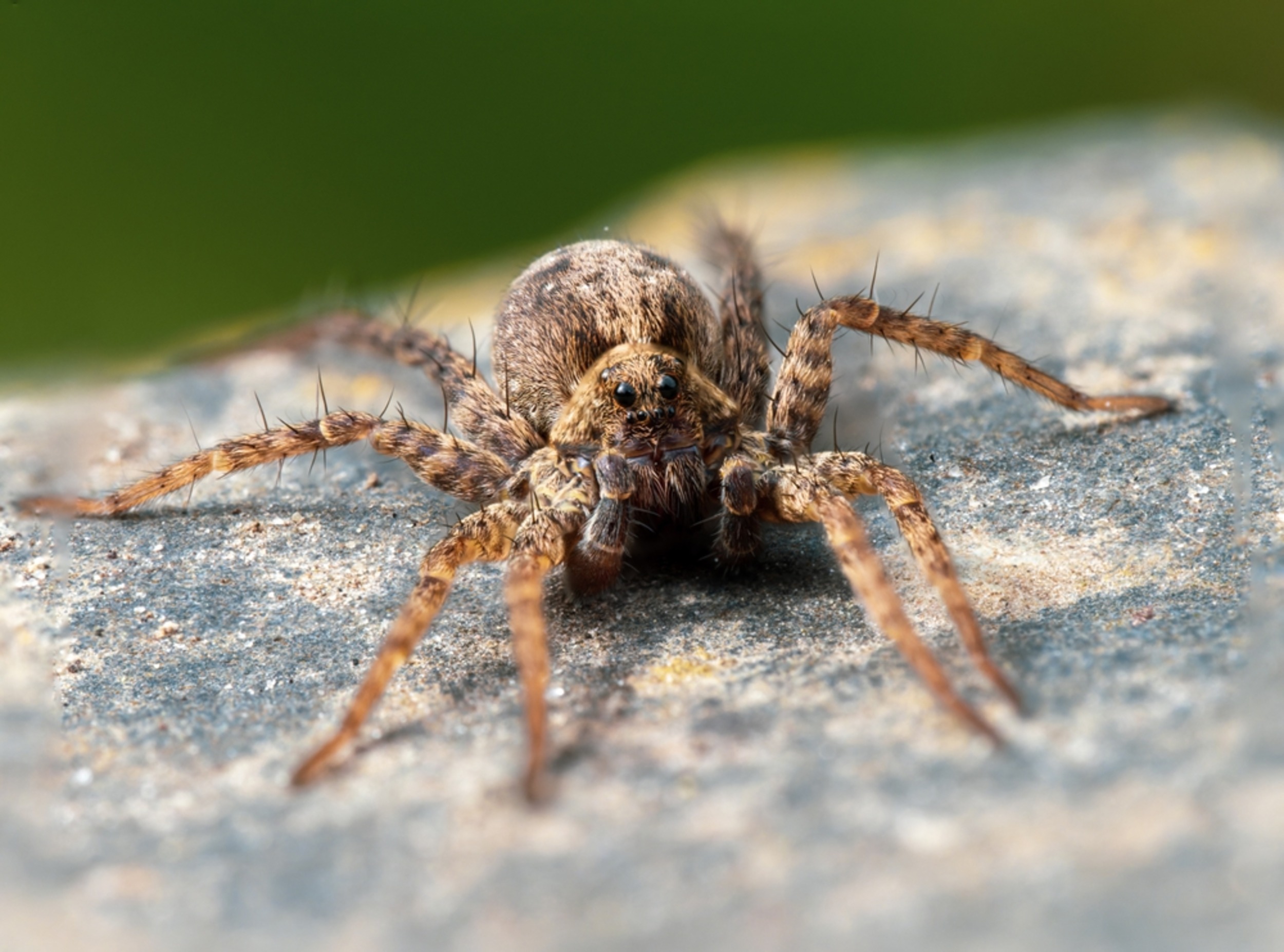 How wolf spiders really eat - Earth.com