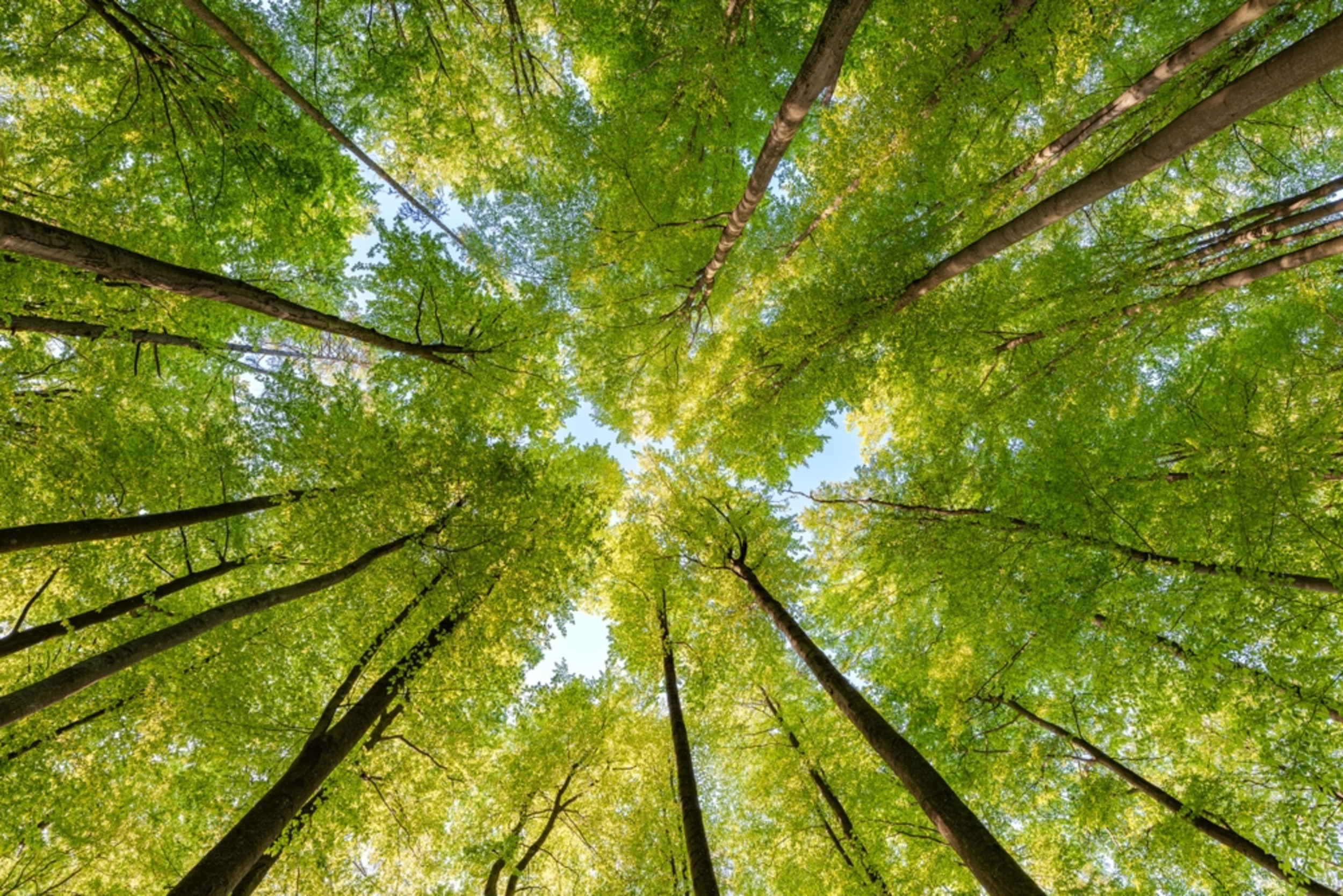 The pollution falling onto forests - Earth.com