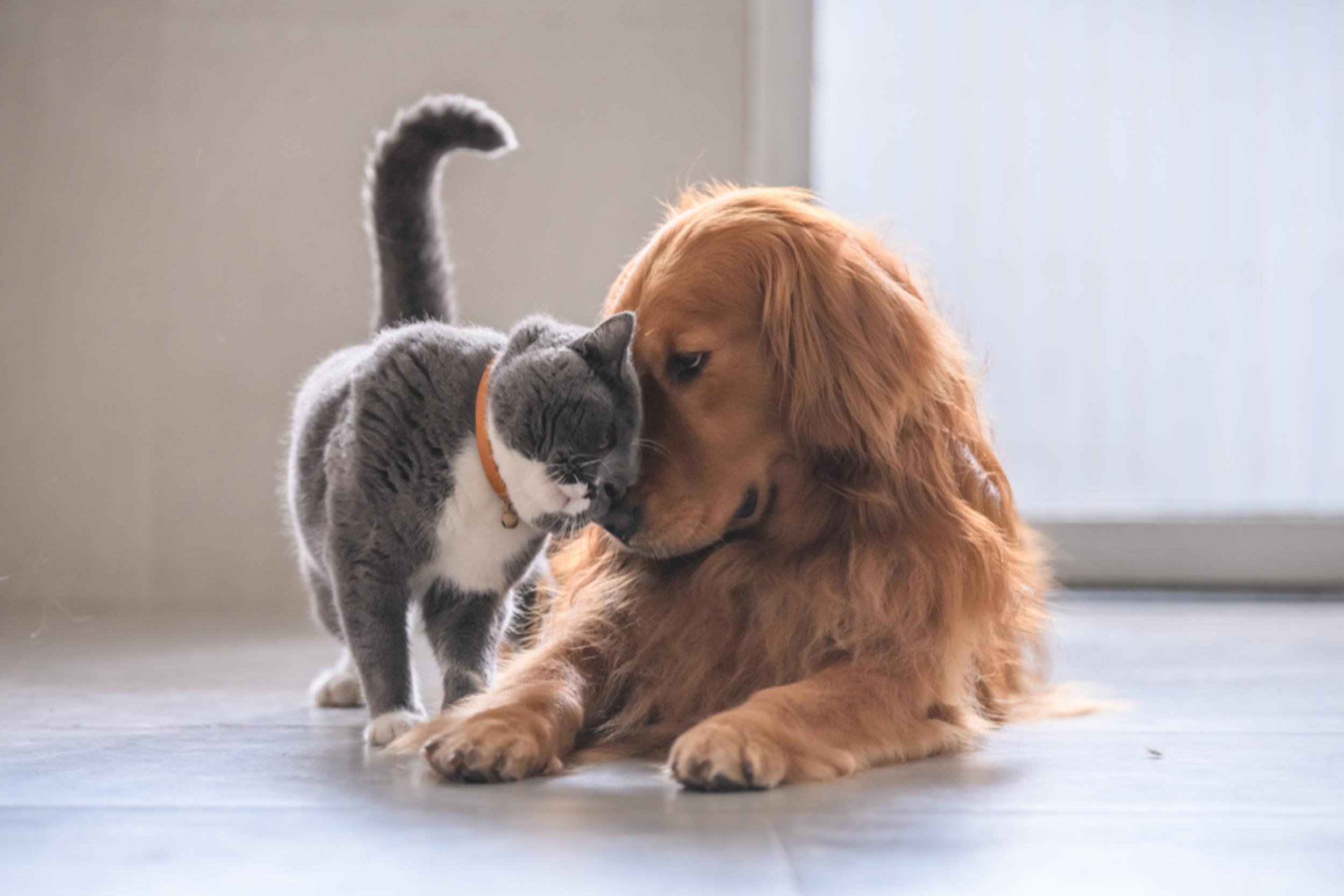 Cats beat dogs at one emotion - Earth.com