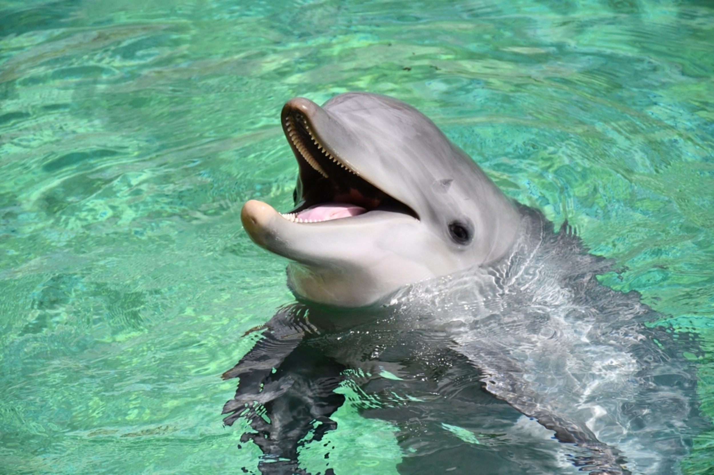 Stranded dolphins carry signs of brain disease - Earth.com