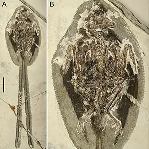 New bird species that lived with dinosaurs had flashy, decorative tail ...