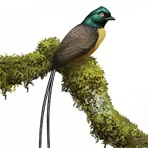 New bird species that lived with dinosaurs had flashy, decorative tail ...