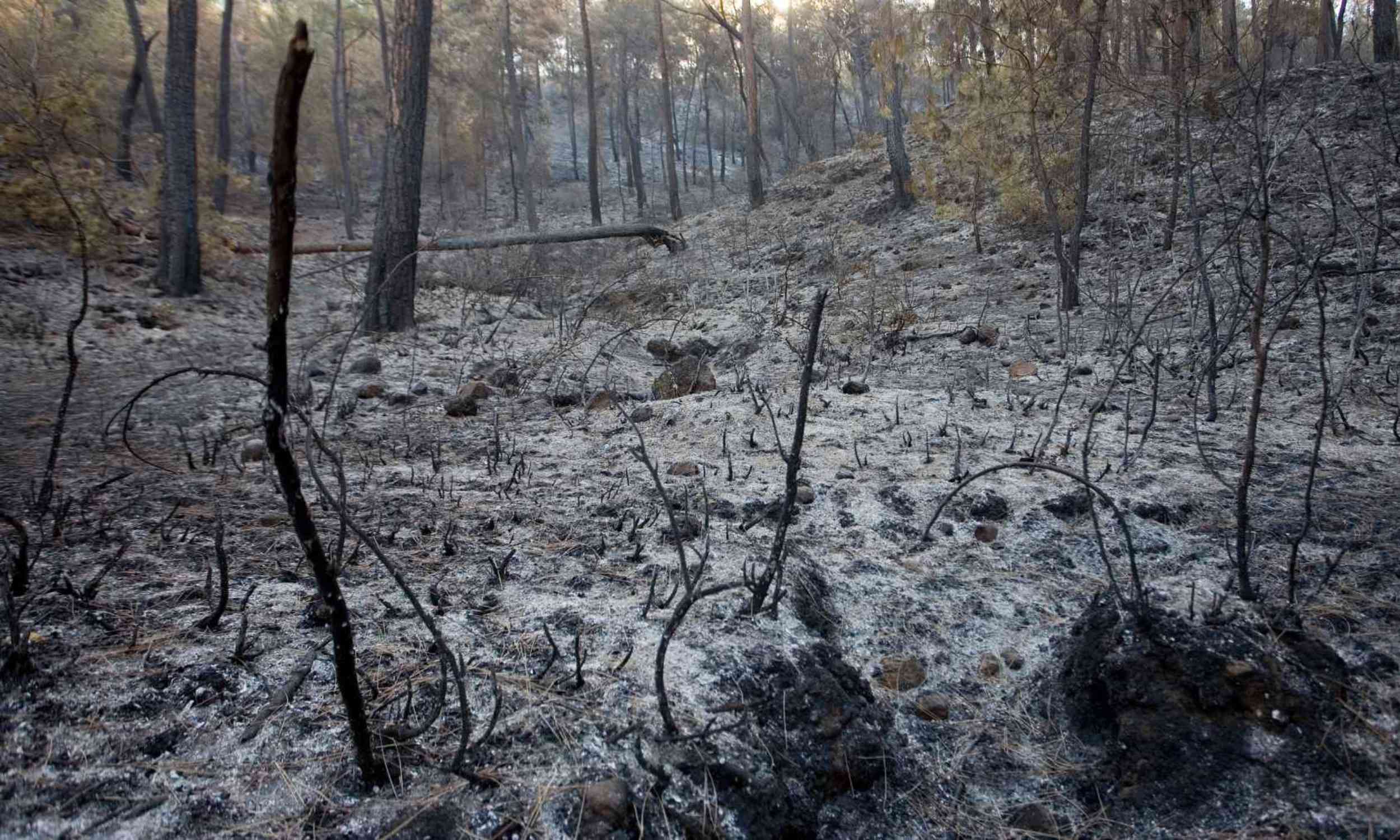 Wildfires don’t end when the flames stop: the next drought can decide ...