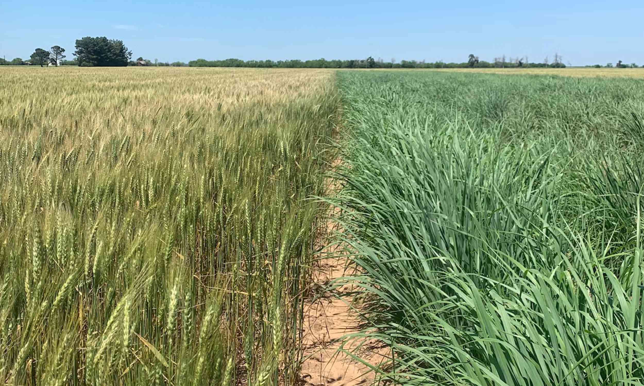 A humble grass could lock away more carbon, the secret is how deep its ...