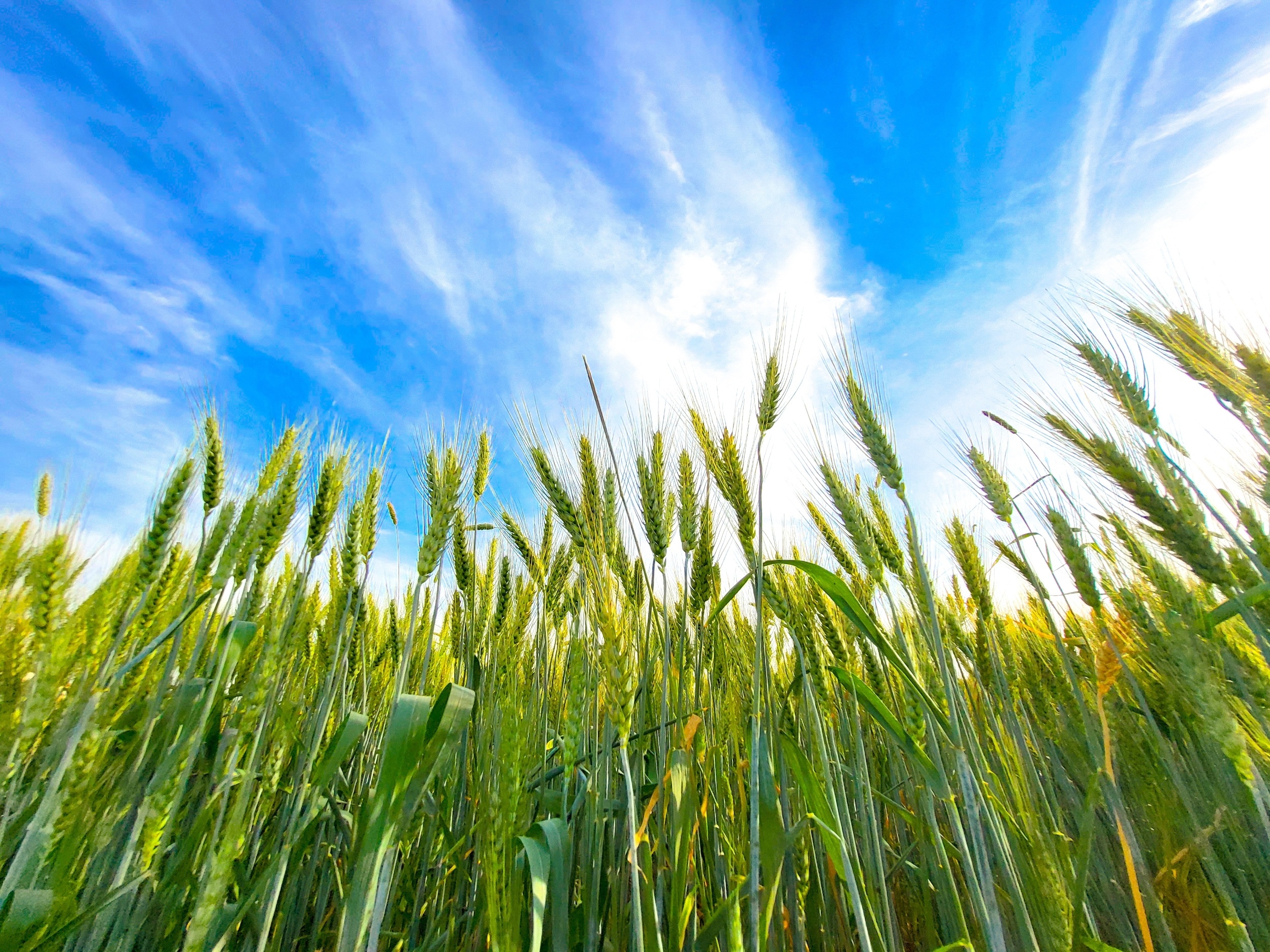 Plants can smell fast-growing neighbors and change their strategy ...