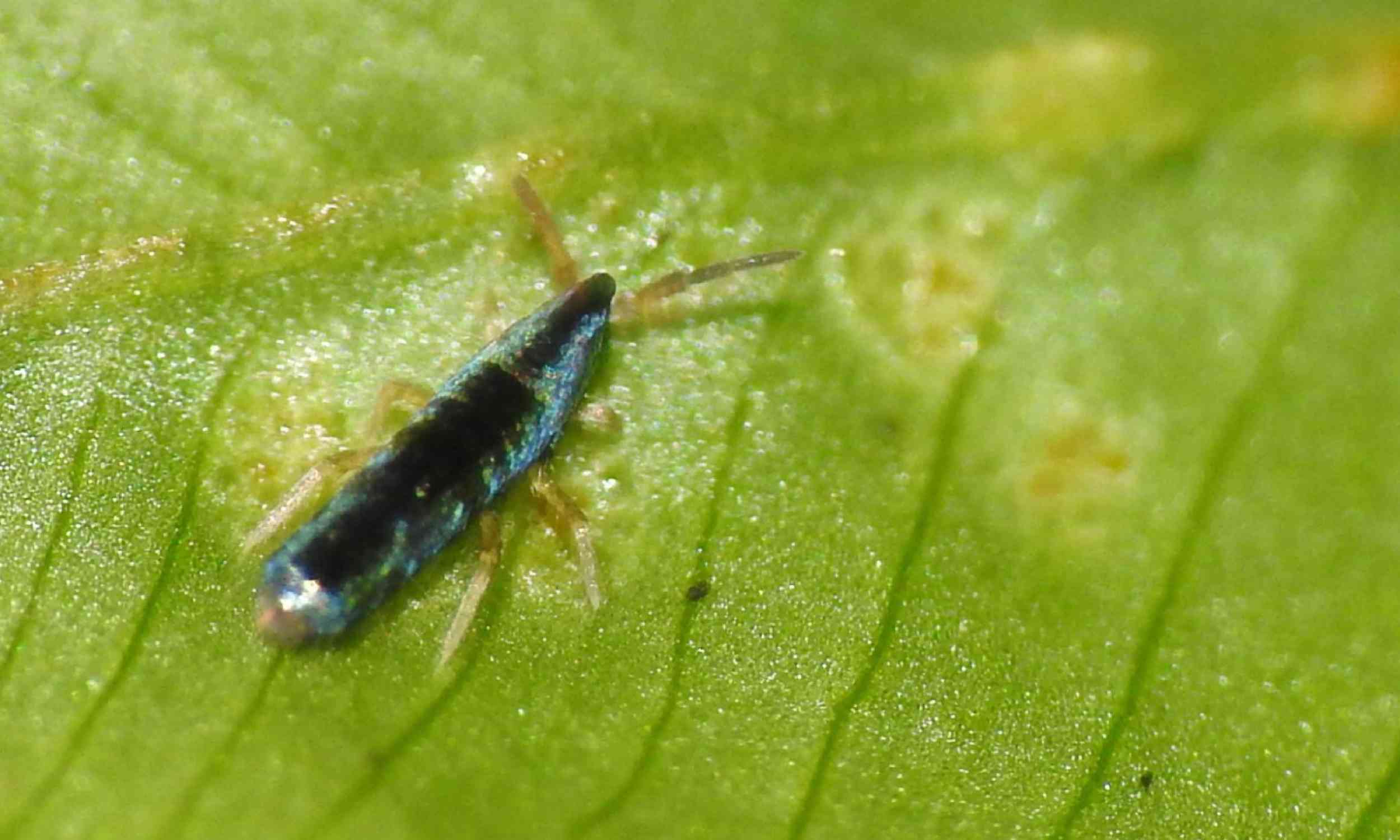 Insects may have learned to smell the world through ancient taste genes ...