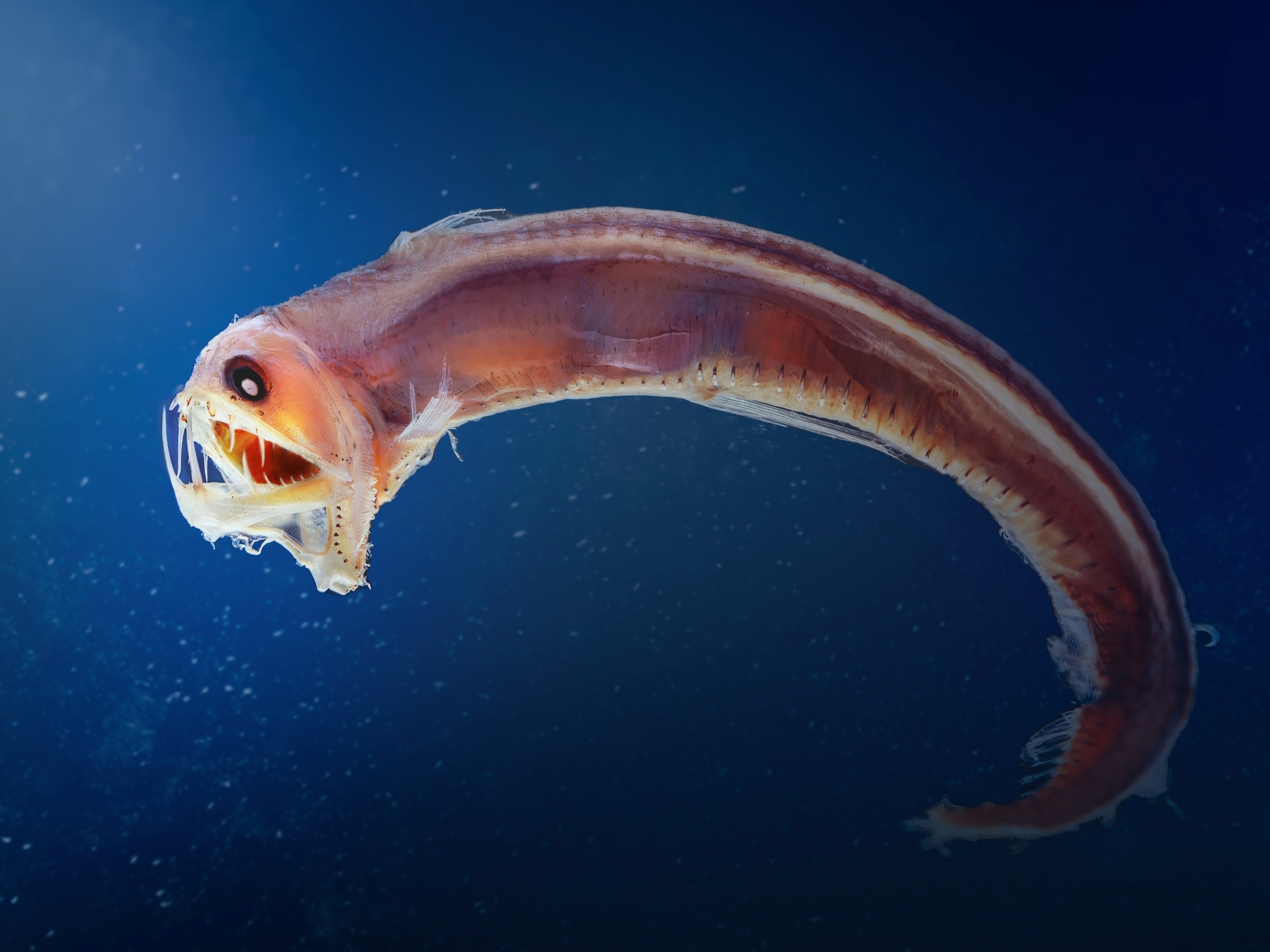 Strange crystals help deep-sea fish recycle their own light - Earth.com
