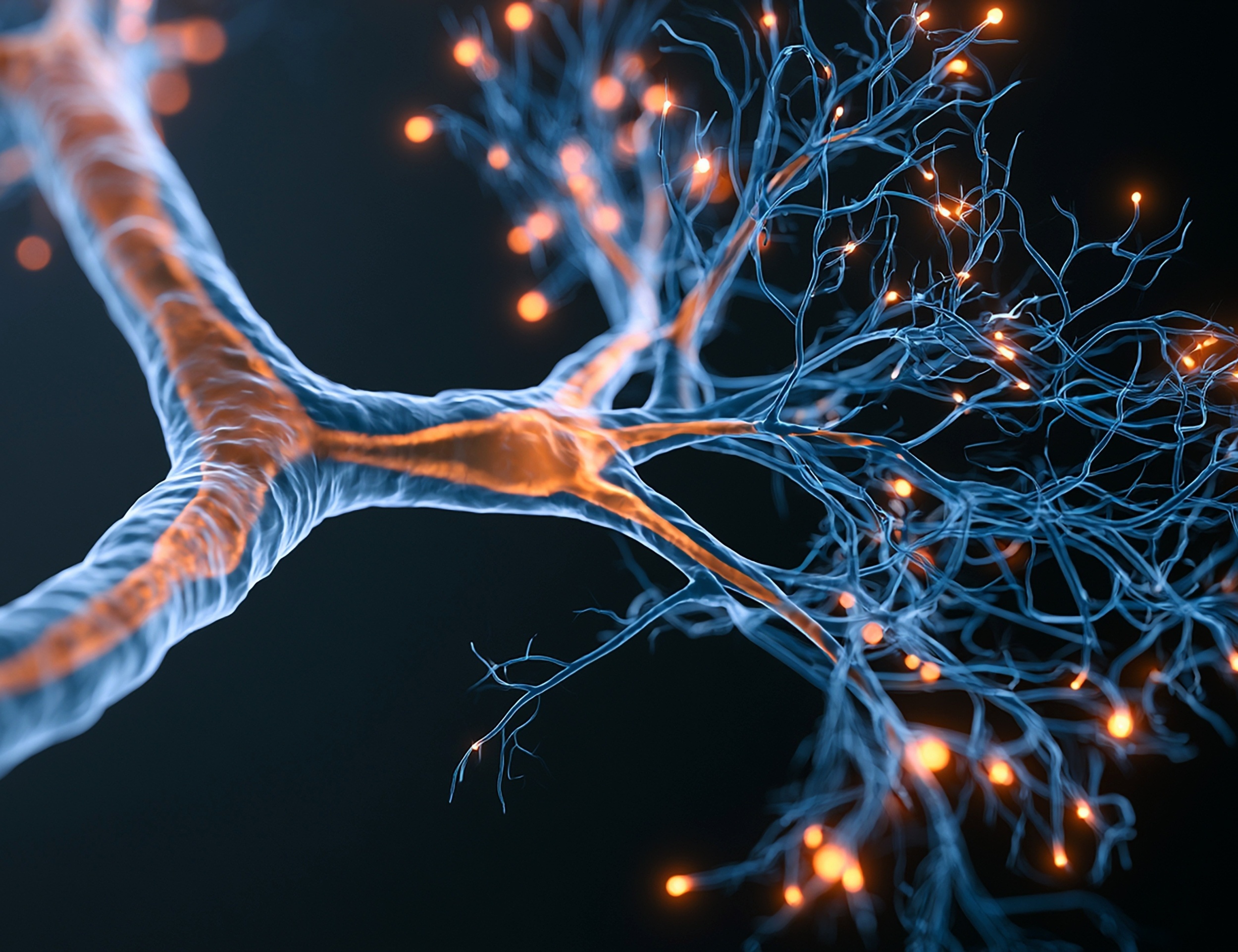 Brain circuit acts like a filing system for your memories - Earth.com
