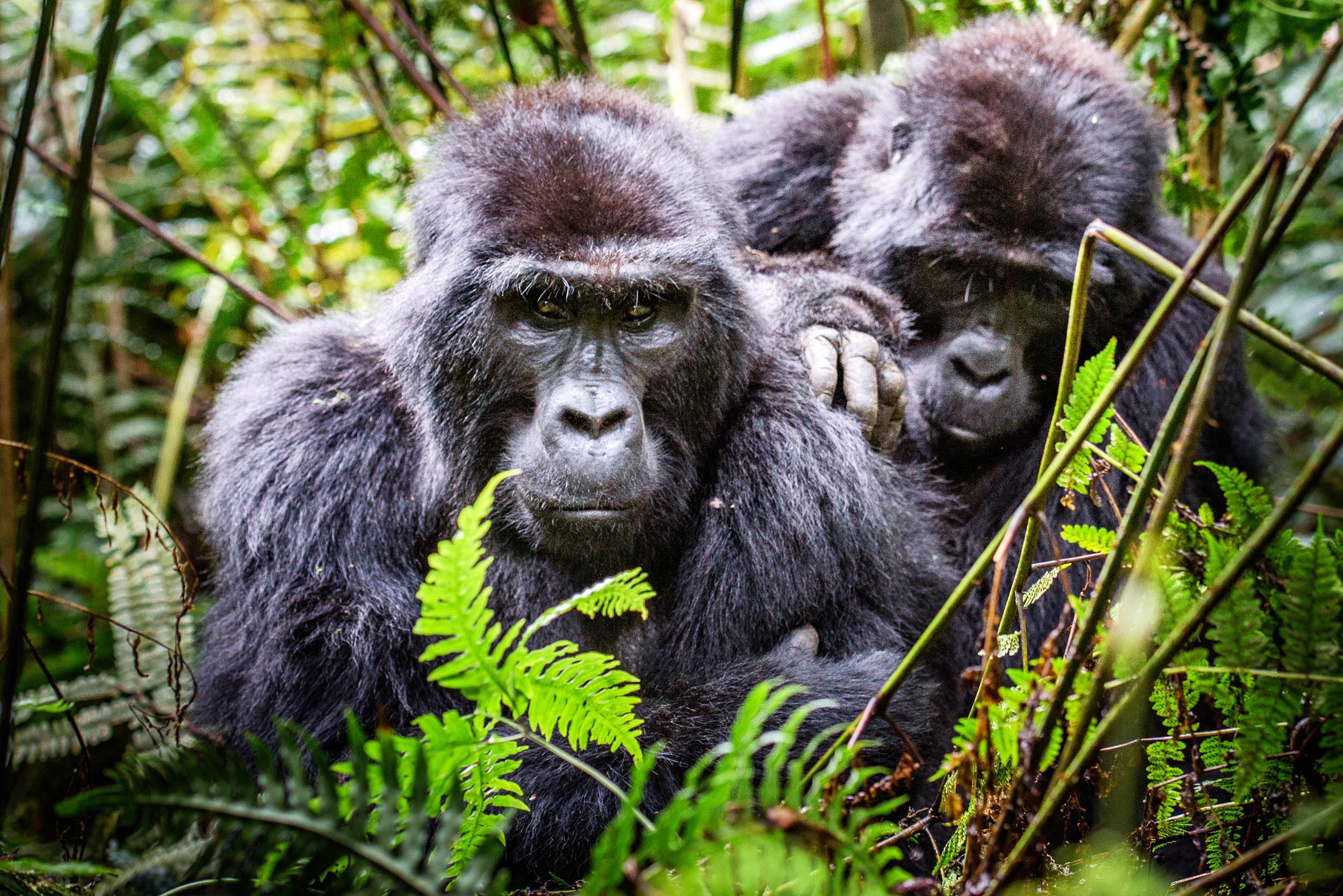 Competition from neighbors may explain why male primates grow larger ...