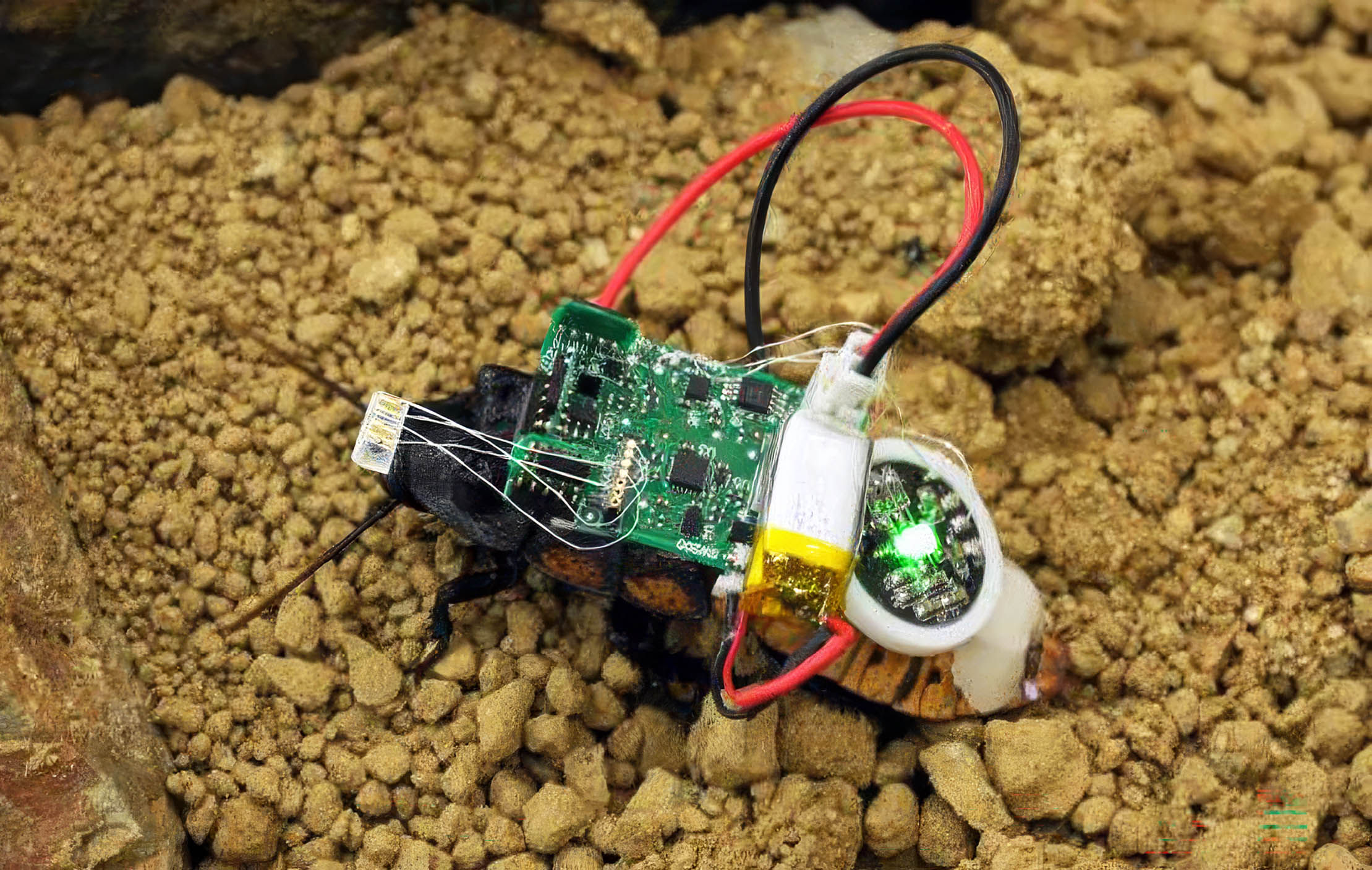 AI system works with internal body signals to guide cyborg insects ...