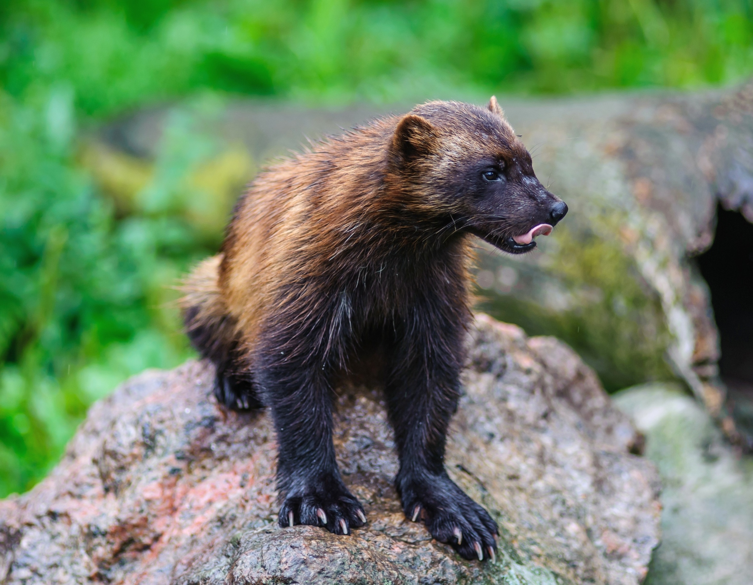 Wolverines are declining where conservation once worked - Earth.com