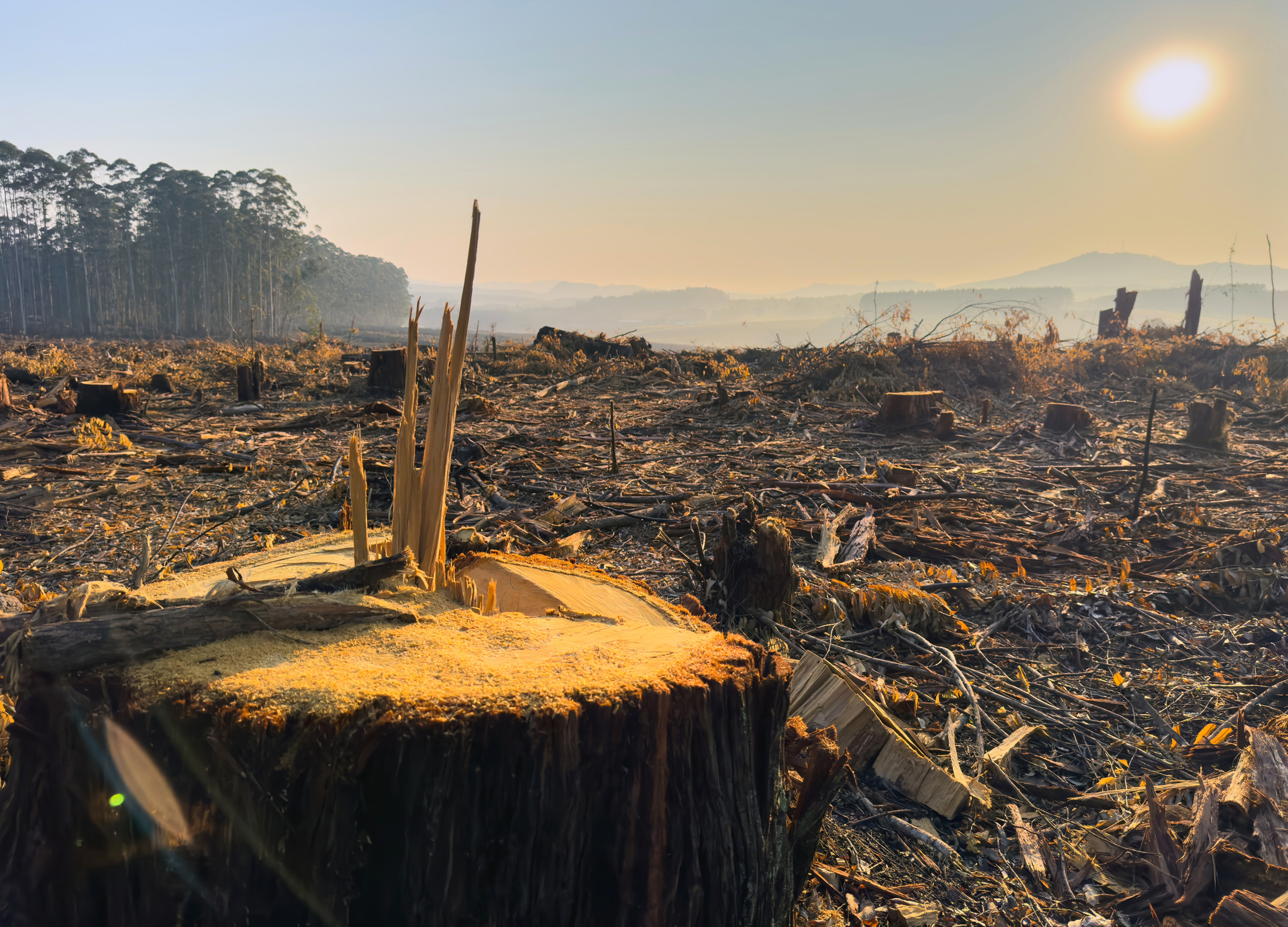 Multinational companies are leaving a hidden environmental scar across ...