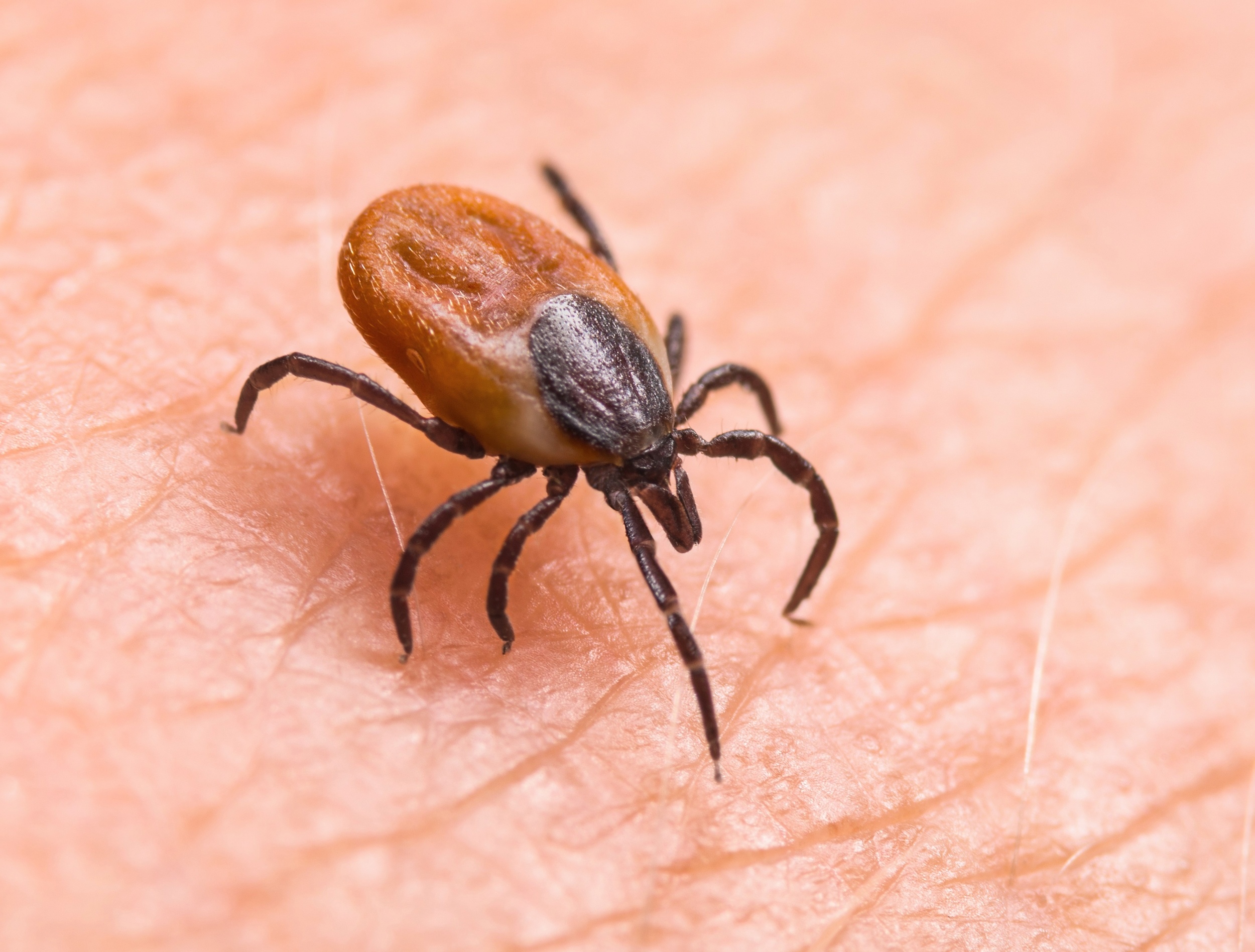 Scientists discover a tick protein that helps spread viruses - Earth.com