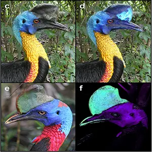 World’s most dangerous bird has bizarre, glowing headgear - Earth.com