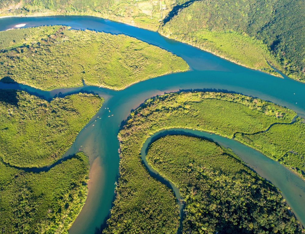 Mangrove forests are making a surprising global comeback - Earth.com