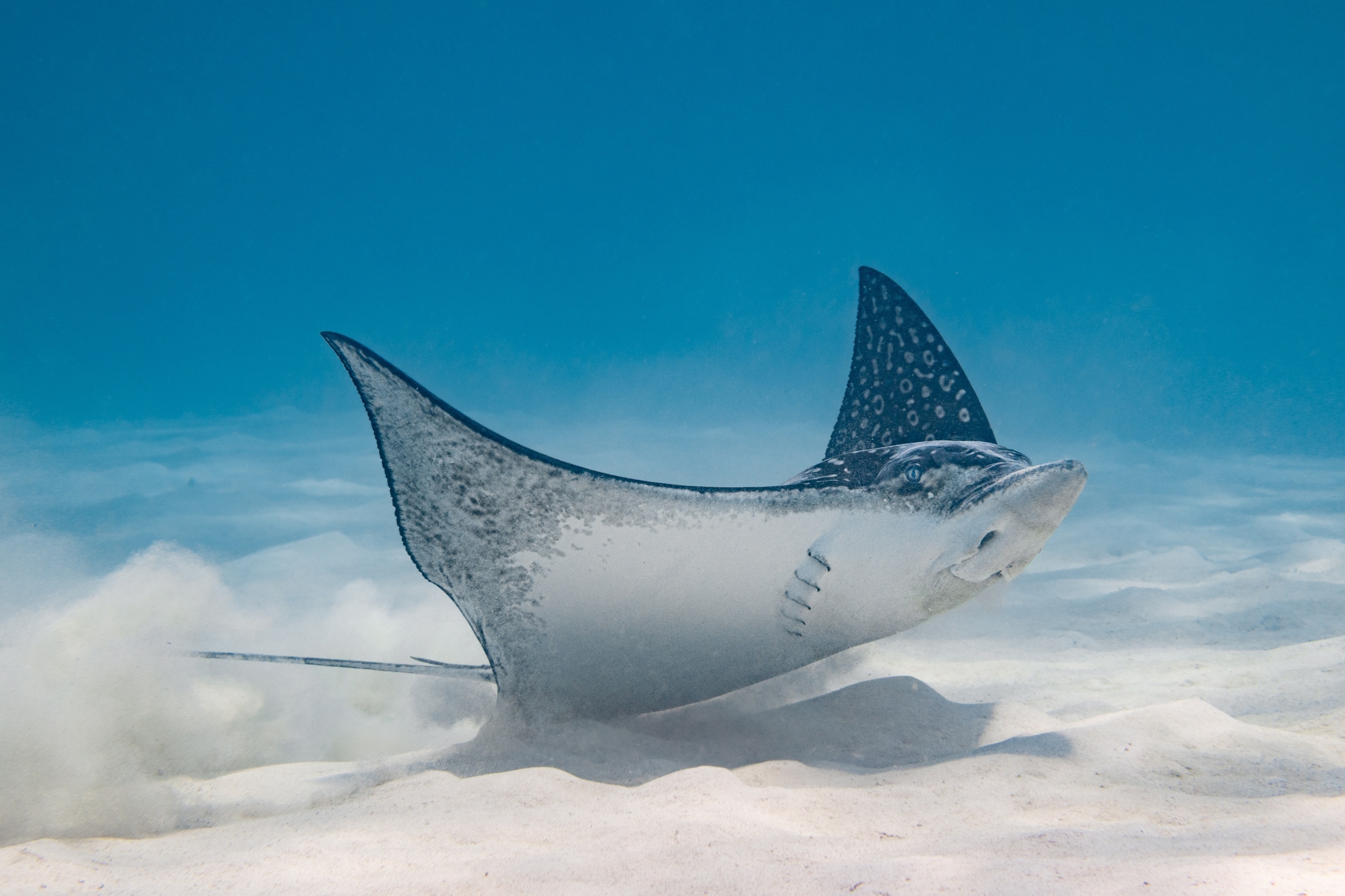 AI can identify marine predators by the sounds of cracking shells ...