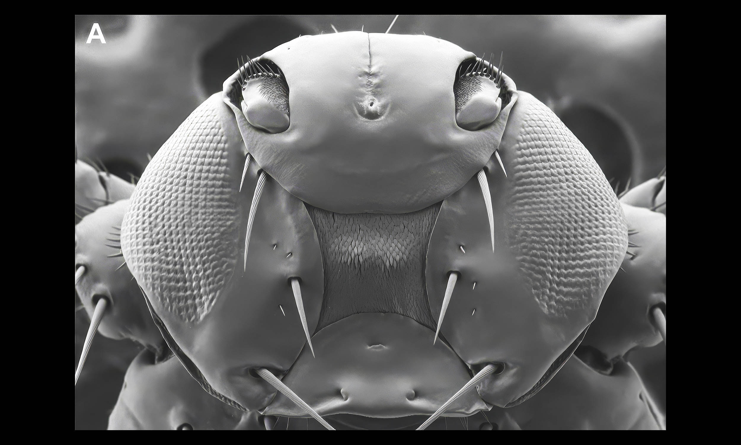 Parasitic fly species loses its wings and eyesight after finding a host ...