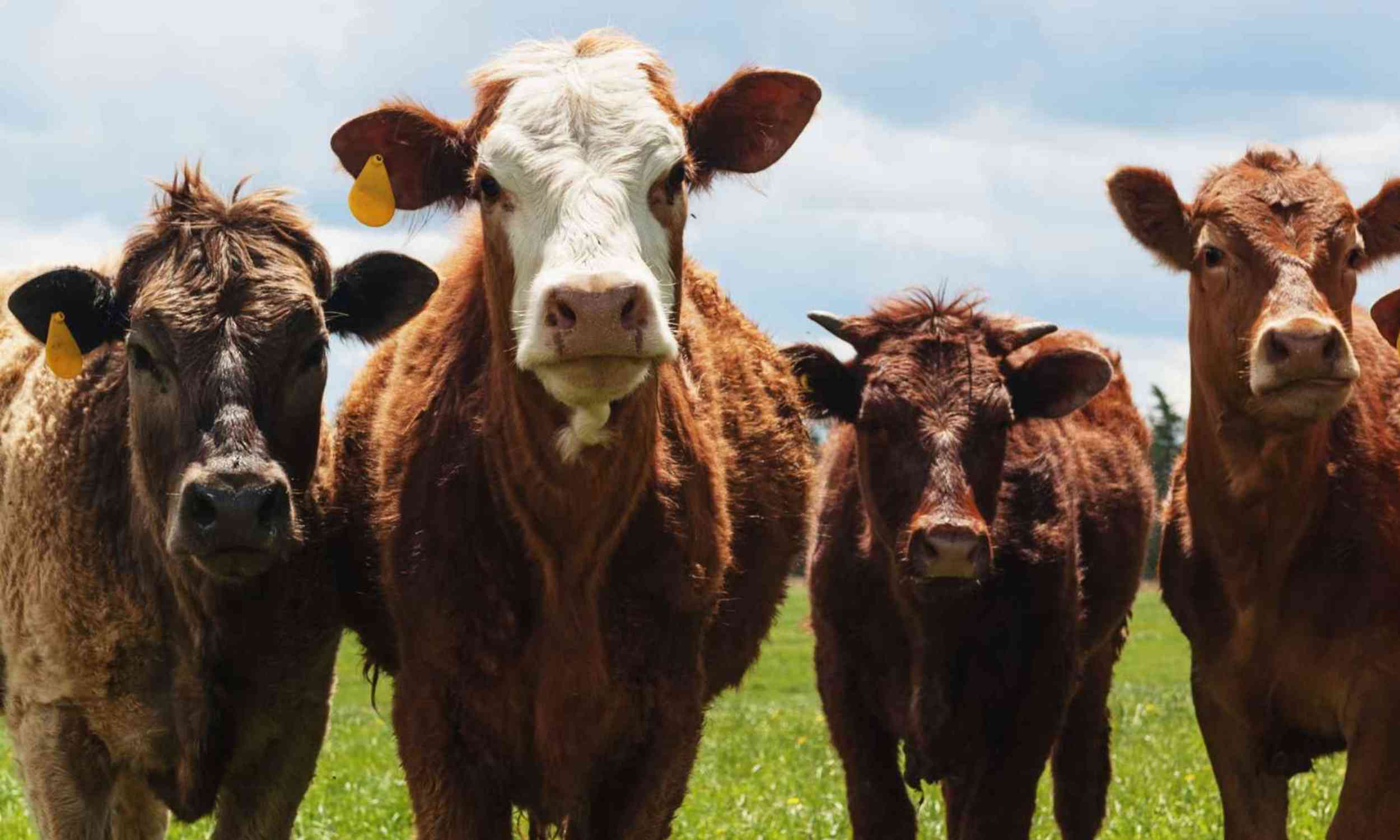 A tiny smart ear tag can read hidden health signals from livestock ...